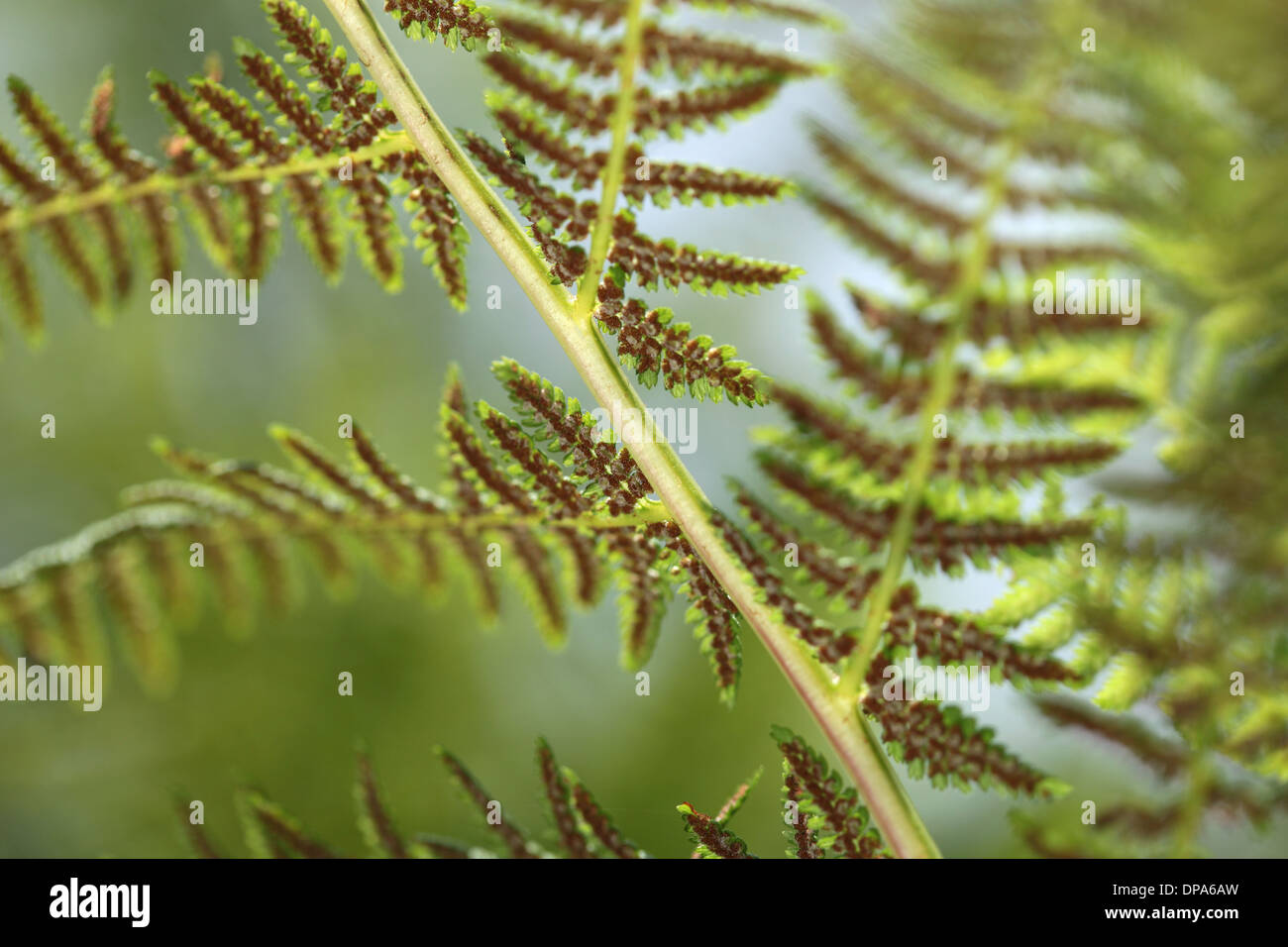Fern snail hi-res stock photography and images - Alamy