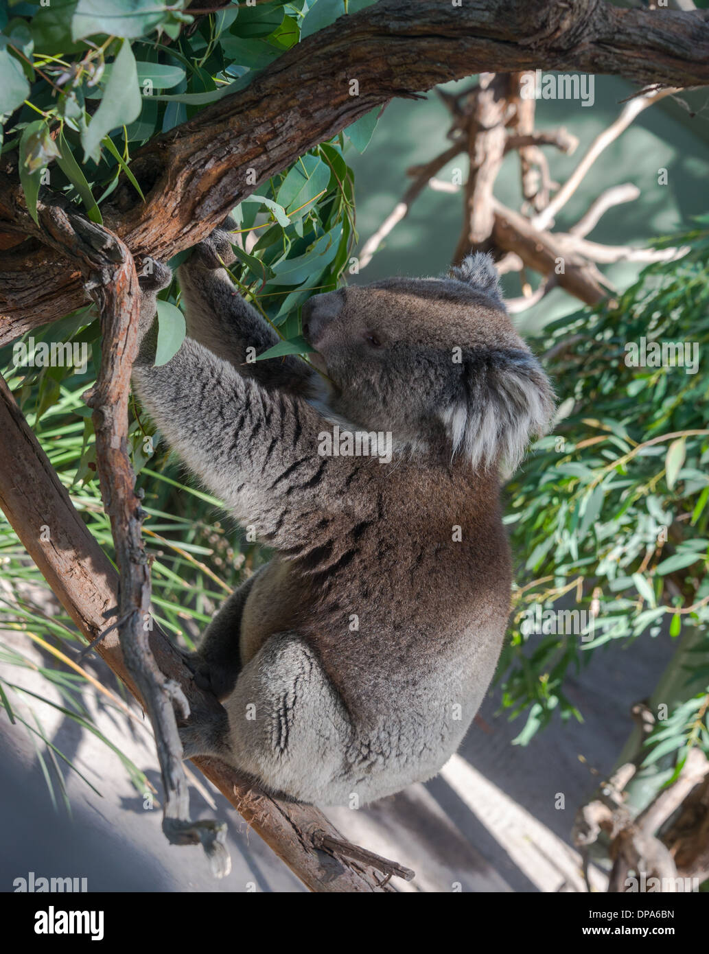 Koala bear in tree Australian marsupial bear in tree koala eating Stock ...