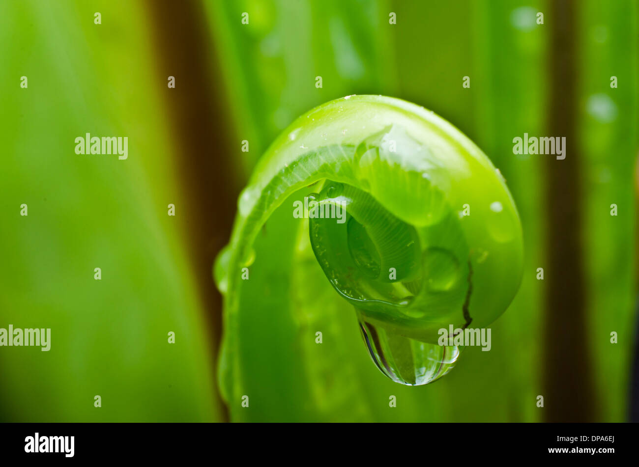 Water drop on a new Asplenium nidus leaf Stock Photo - Alamy