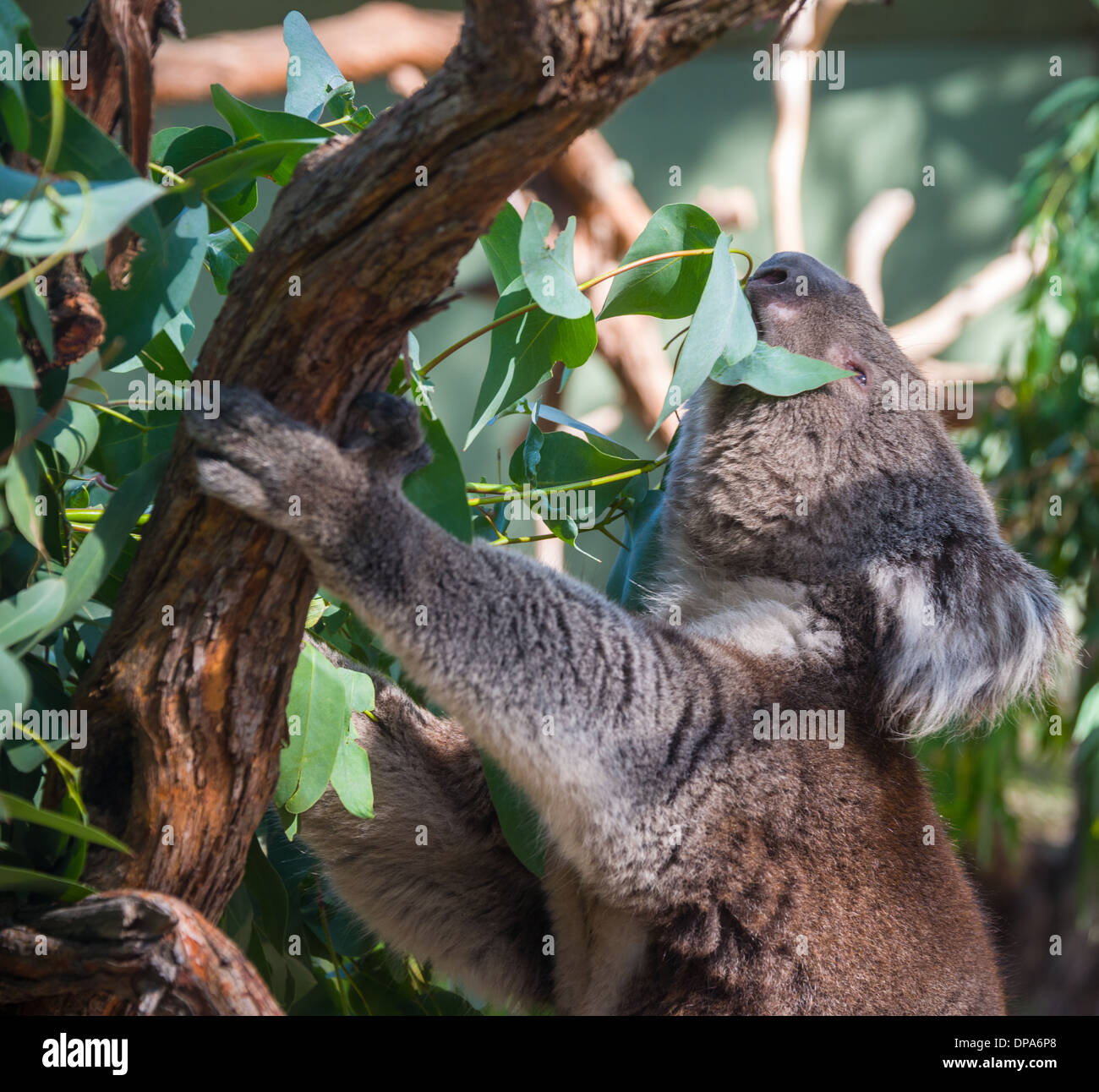 Koala bear in tree Australian marsupial bear in tree eating Stock Photo ...