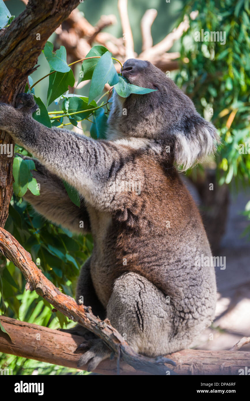 Koala bear in tree Australian marsupial bear in tree asleep Stock Photo ...