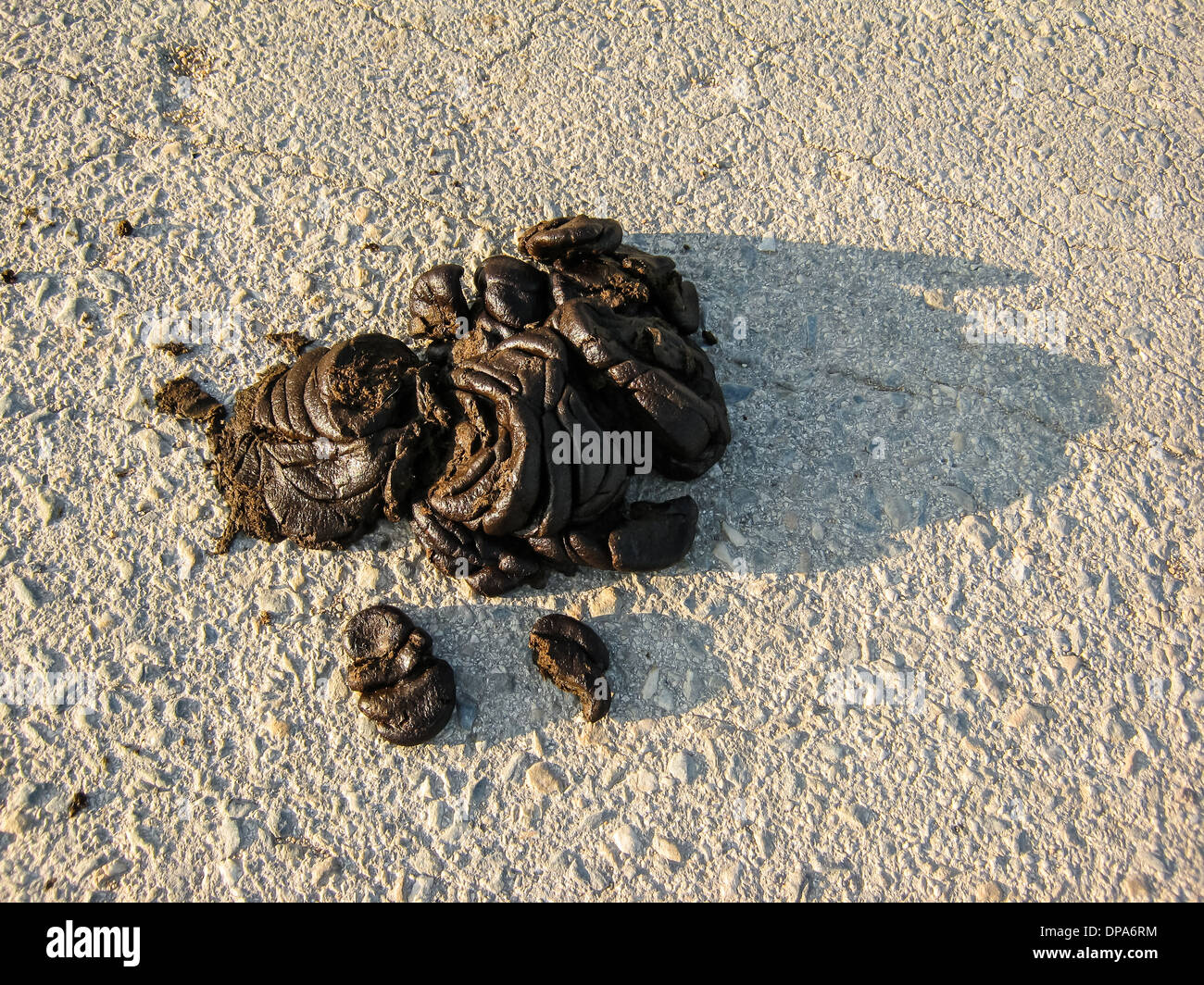 Cow Dung on road Stock Photo - Alamy