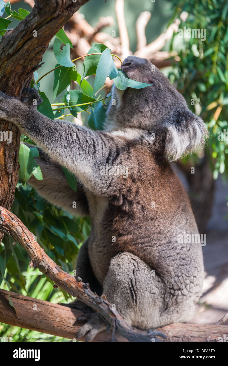 Koala bear in tree Australian marsupial bear in tree asleep Stock Photo ...