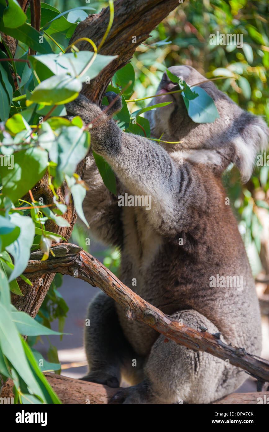 Koala bear in tree Australian marsupial bear in tree asleep Stock Photo ...
