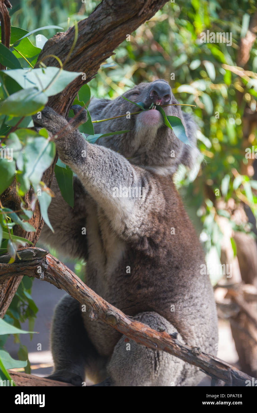 Koala bear in tree Australian marsupial bear in tree asleep Stock Photo ...