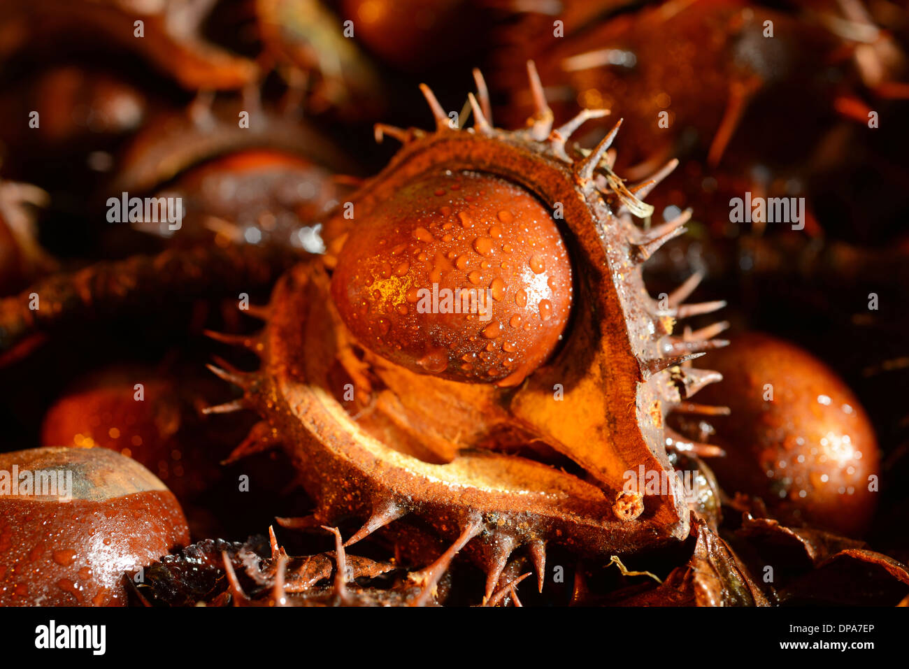 Fallen conkers from Aesculus hippocastanum (Horse Chestnut) tree laying ...