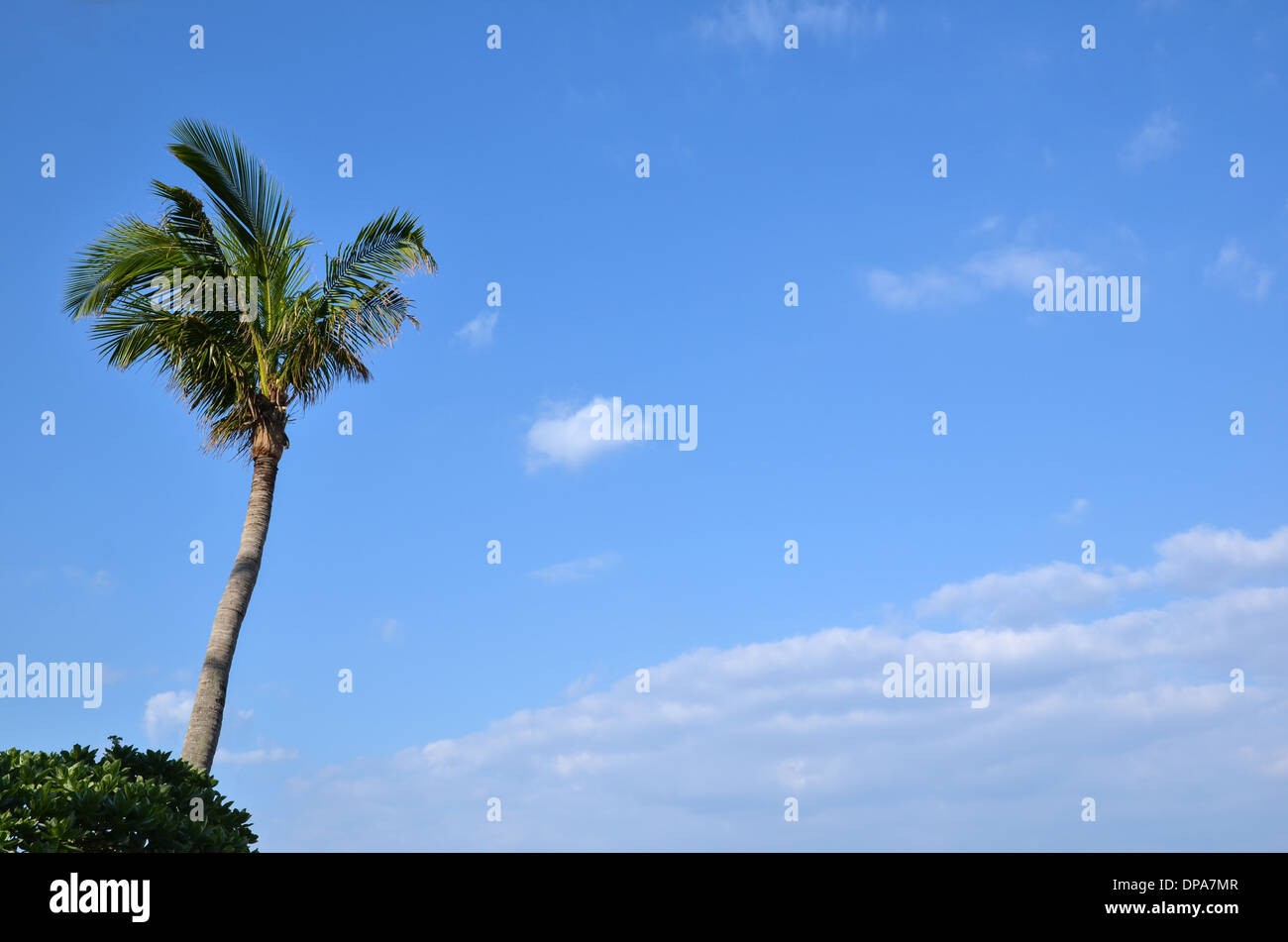 Palm tree at blue sky at Okinawa, Japan Stock Photo - Alamy