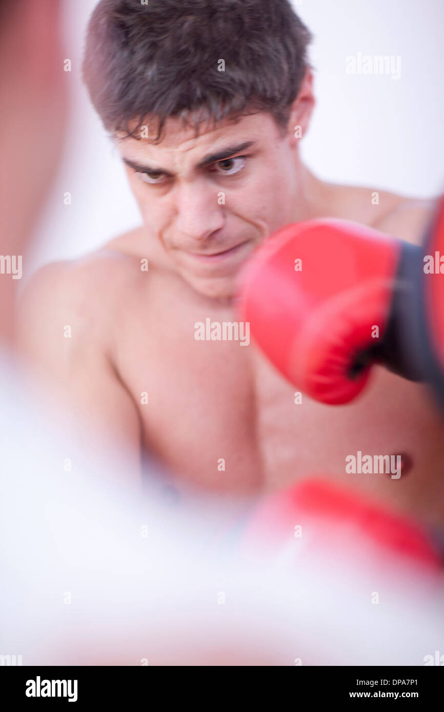 Close up portrait of boxer Stock Photo - Alamy