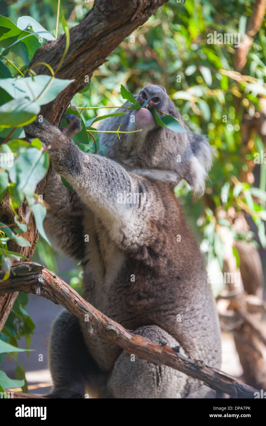 Koala bear in tree Australian marsupial bear in tree asleep Stock Photo ...