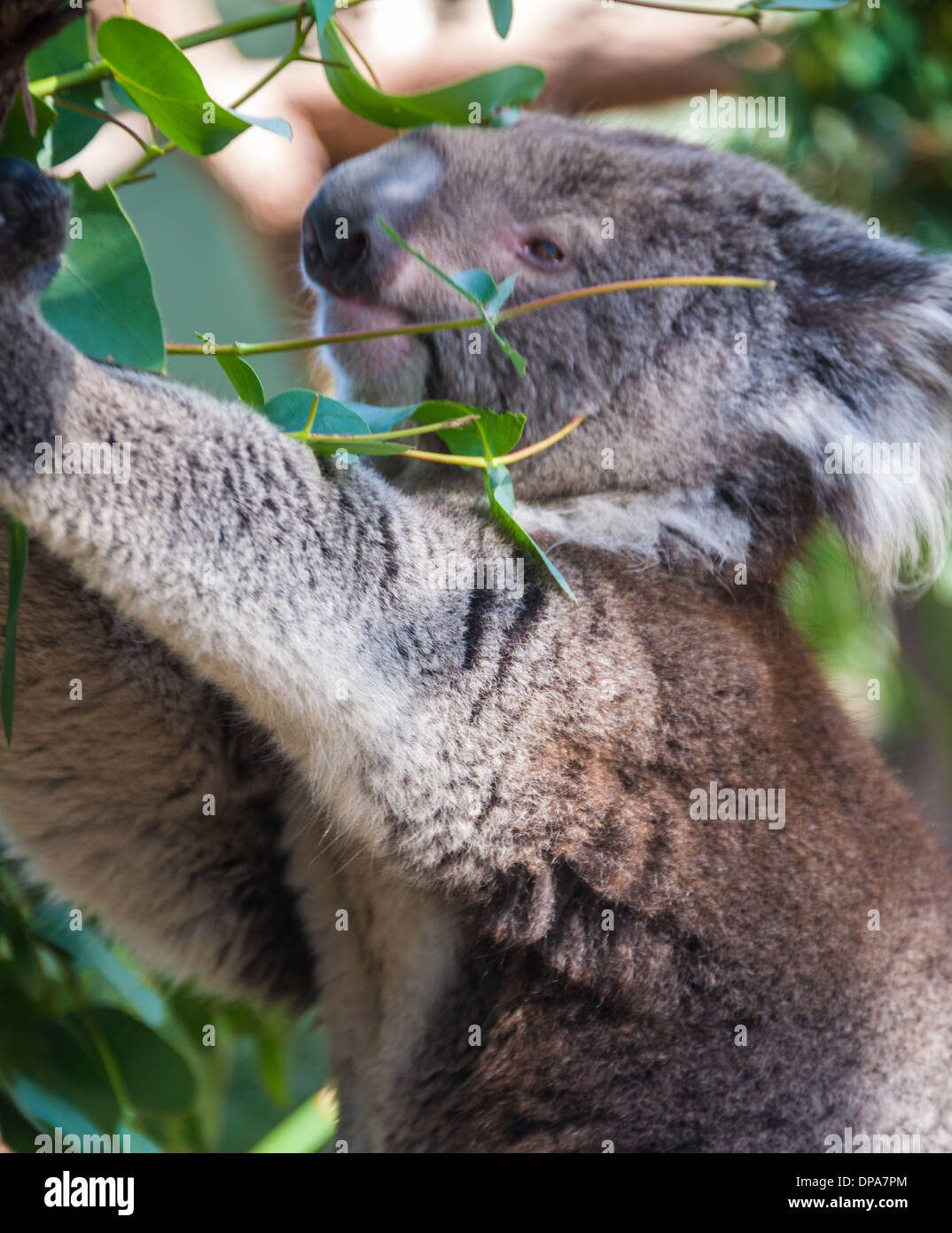 Koala bear in tree Australian marsupial bear in tree asleep Stock Photo ...