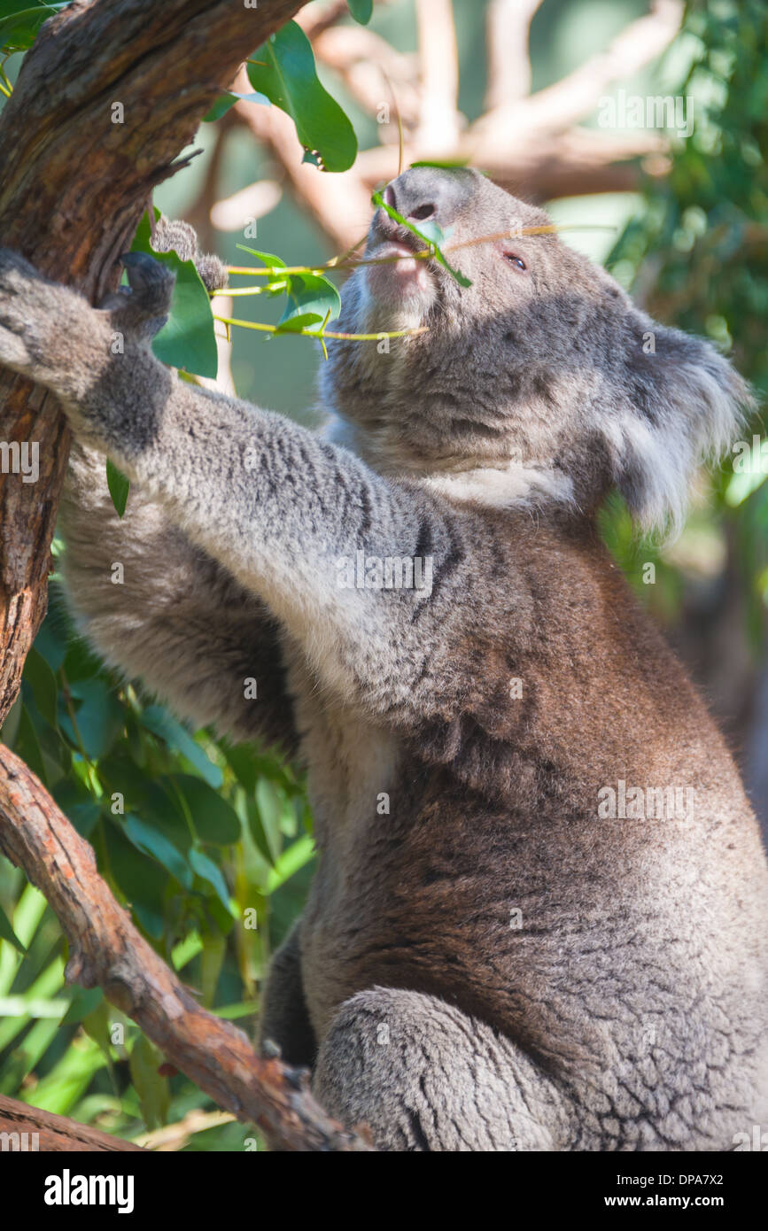 Koala bear in tree Australian marsupial bear in tree asleep Stock Photo ...