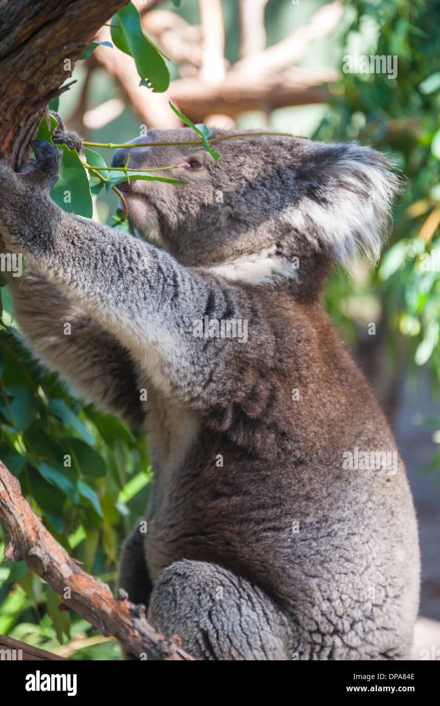 Koala bear in tree Australian marsupial bear in tree asleep Stock Photo ...
