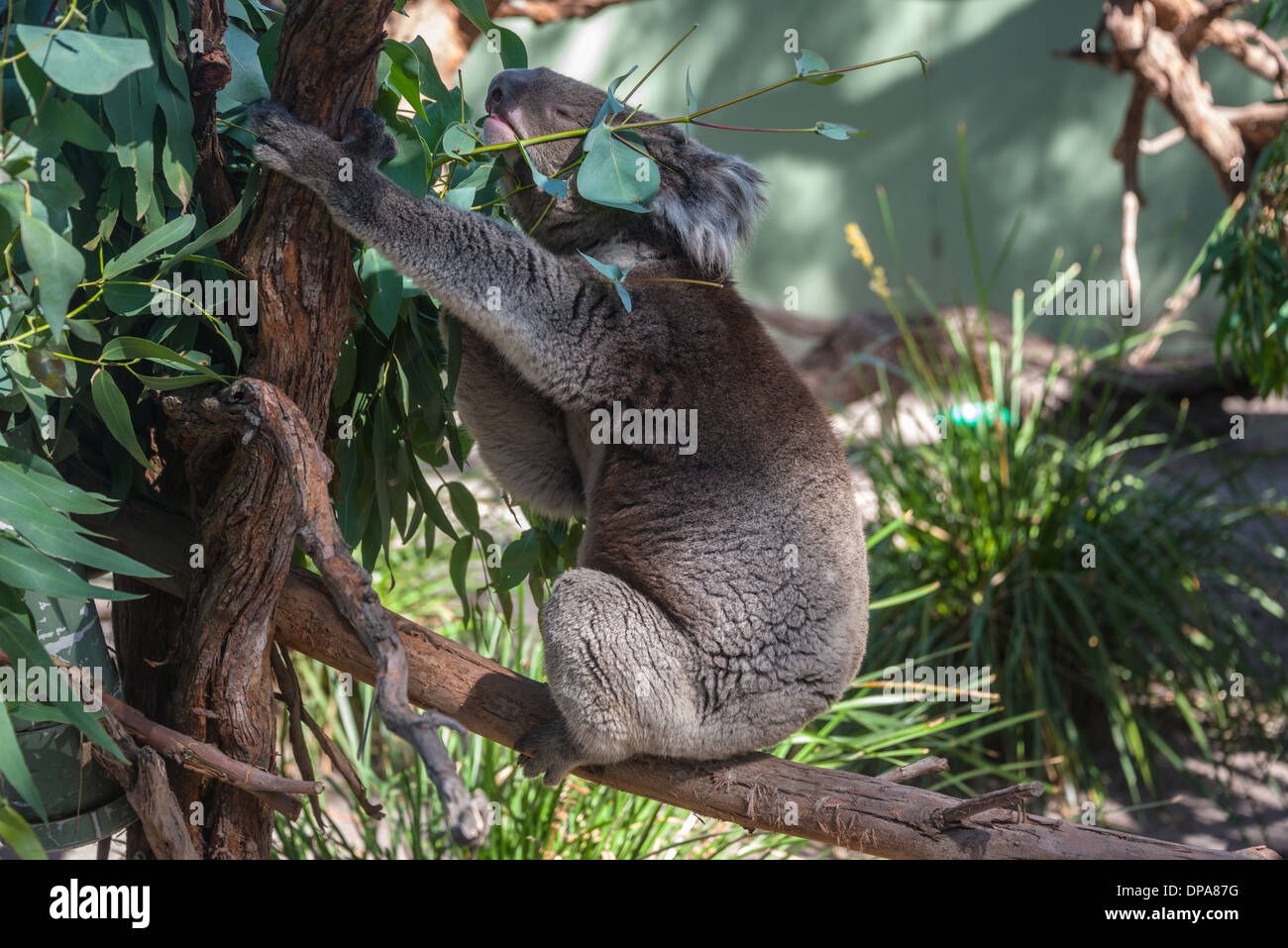 Koala bear in tree Australian marsupial bear in tree asleep Stock Photo ...