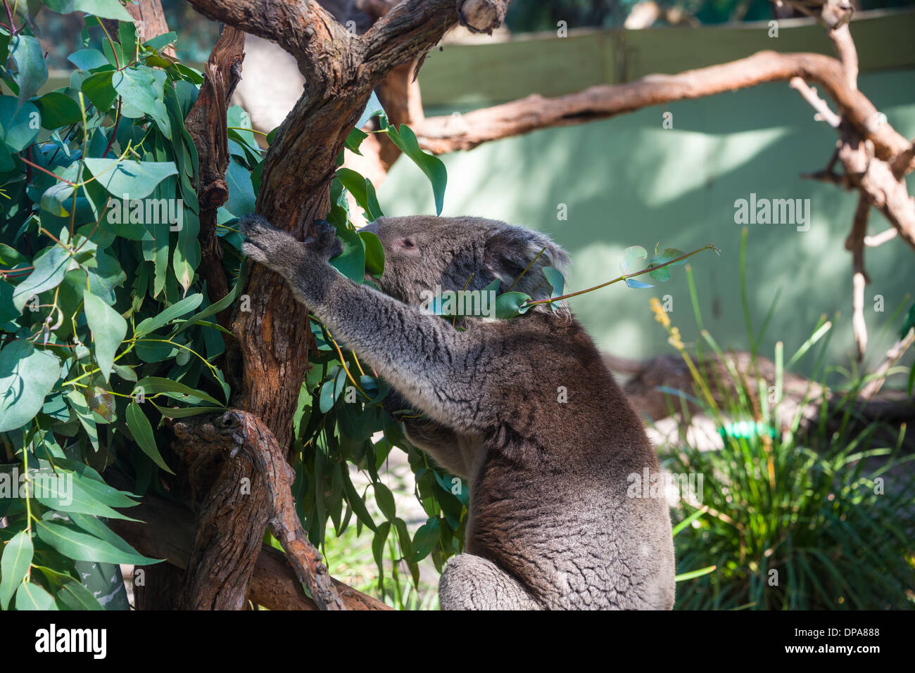 Koala joeys hi-res stock photography and images - Alamy