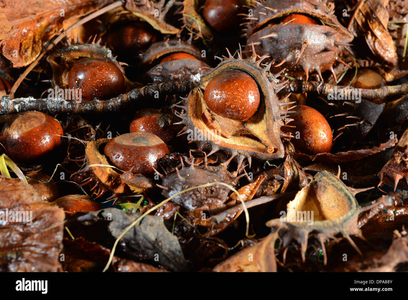 Fallen conkers from Aesculus hippocastanum (Horse Chestnut) tree laying ...