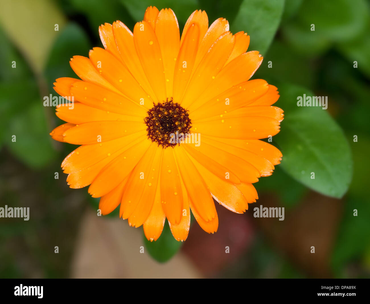 yellow calendula flower Stock Photo - Alamy