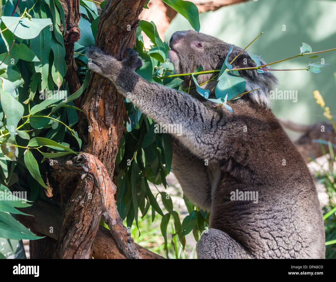 Koala bear in tree Australian marsupial bear in tree asleep Stock Photo ...
