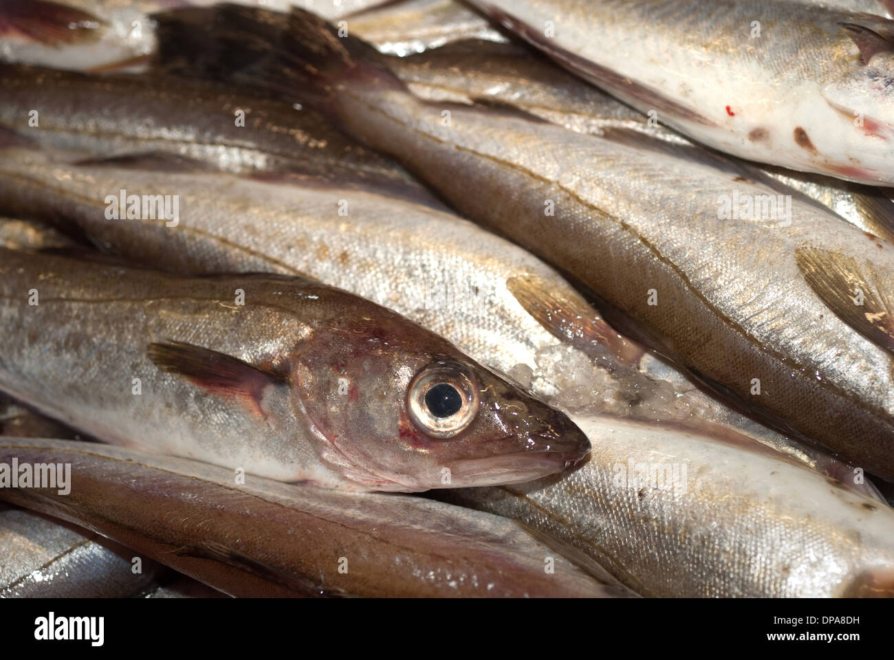 North Shields Fish Market High Resolution Stock Photography and Images ...