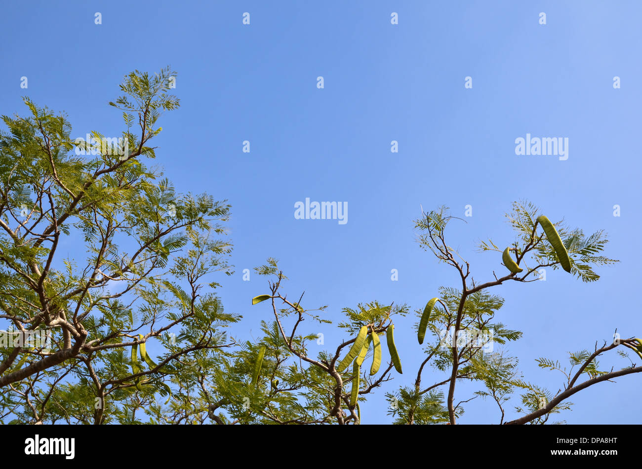 Bean pod tree branches at blue sky from the island Okinawa in Japan ...