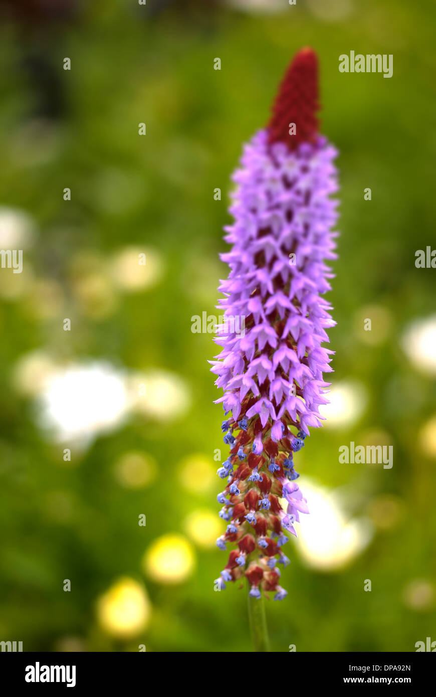 Chinese primrose hi-res stock photography and images - Alamy
