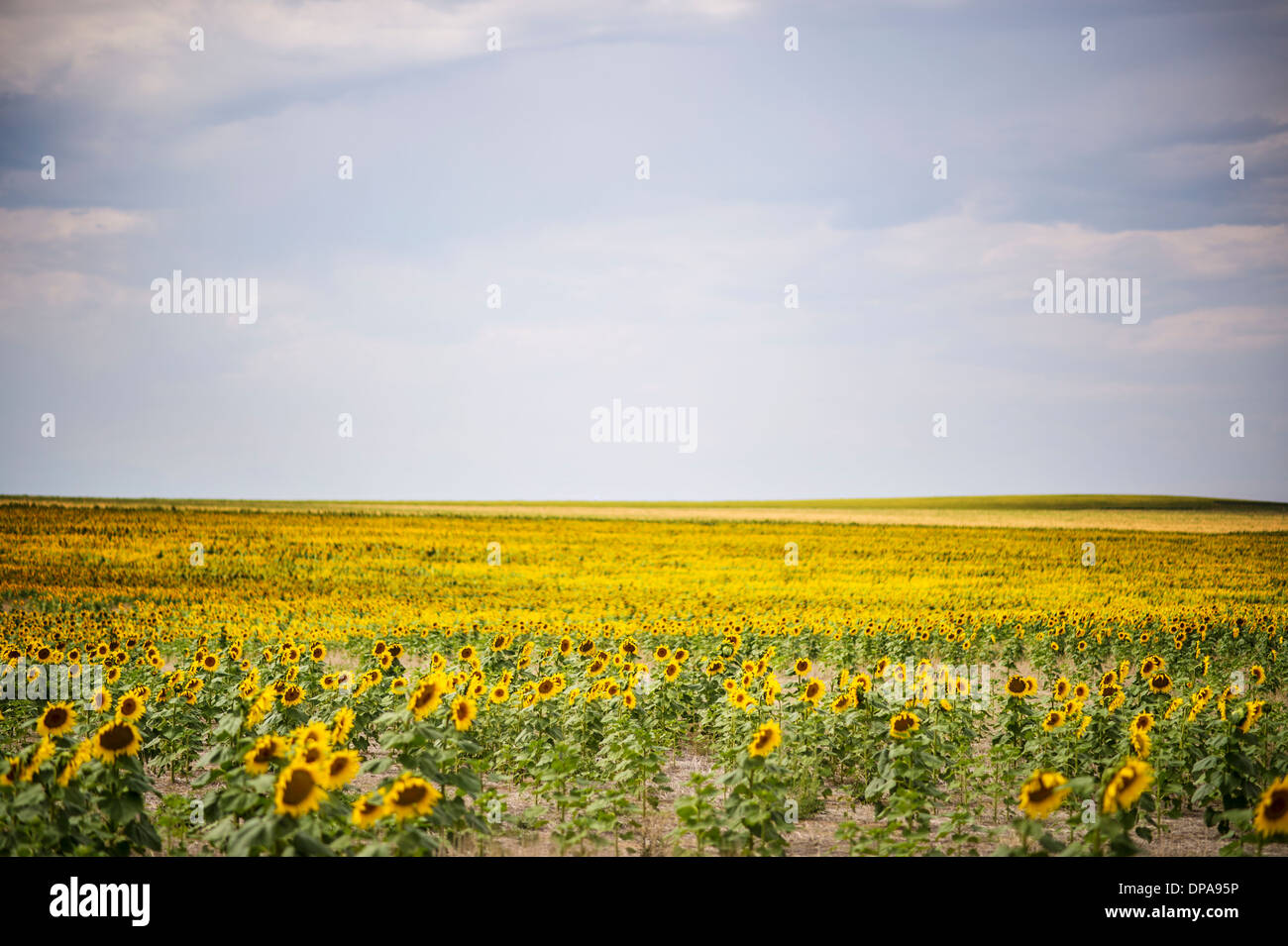 Colorado flower field hi-res stock photography and images - Alamy