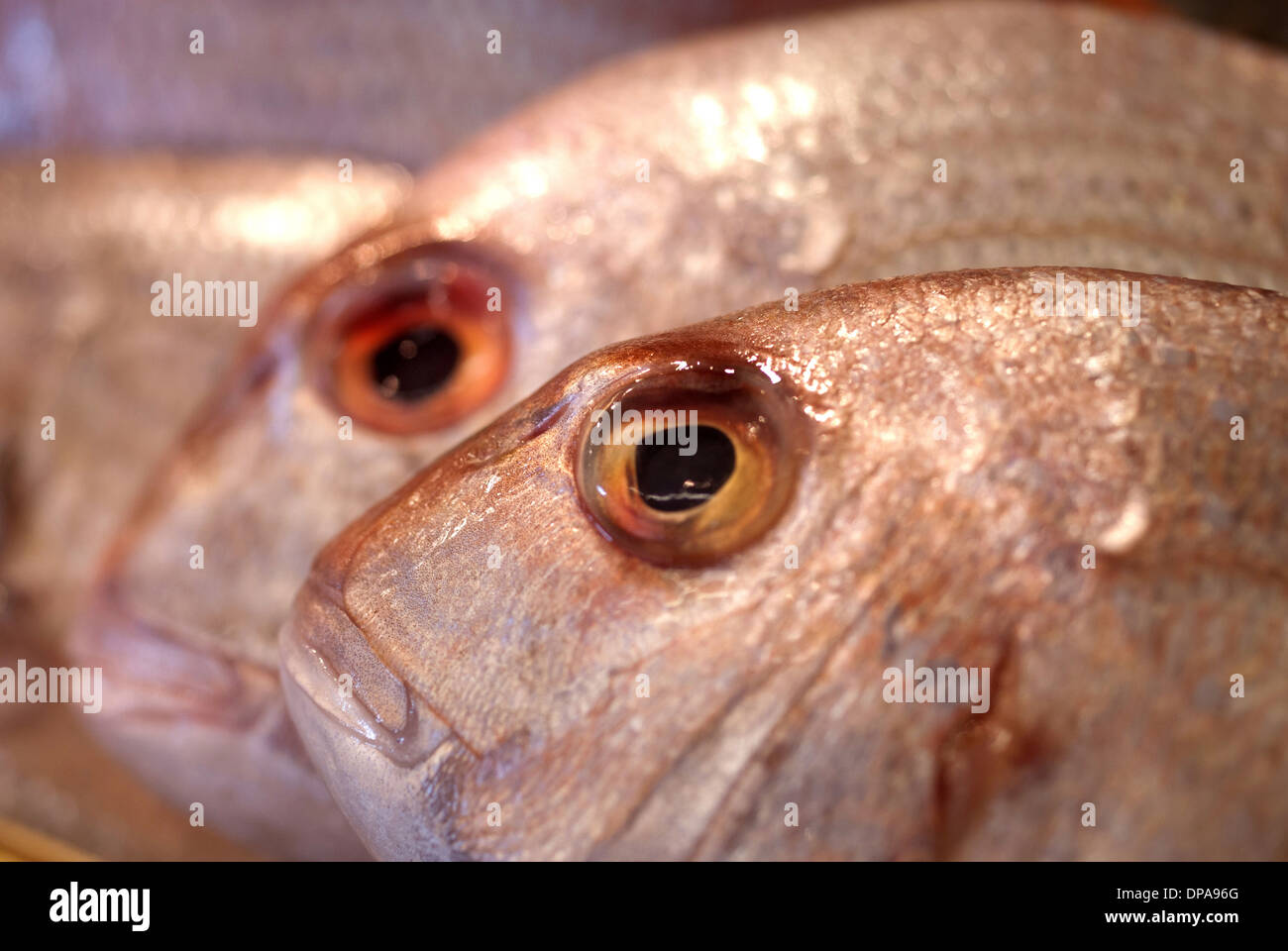 North Shields Fish Market High Resolution Stock Photography and Images ...