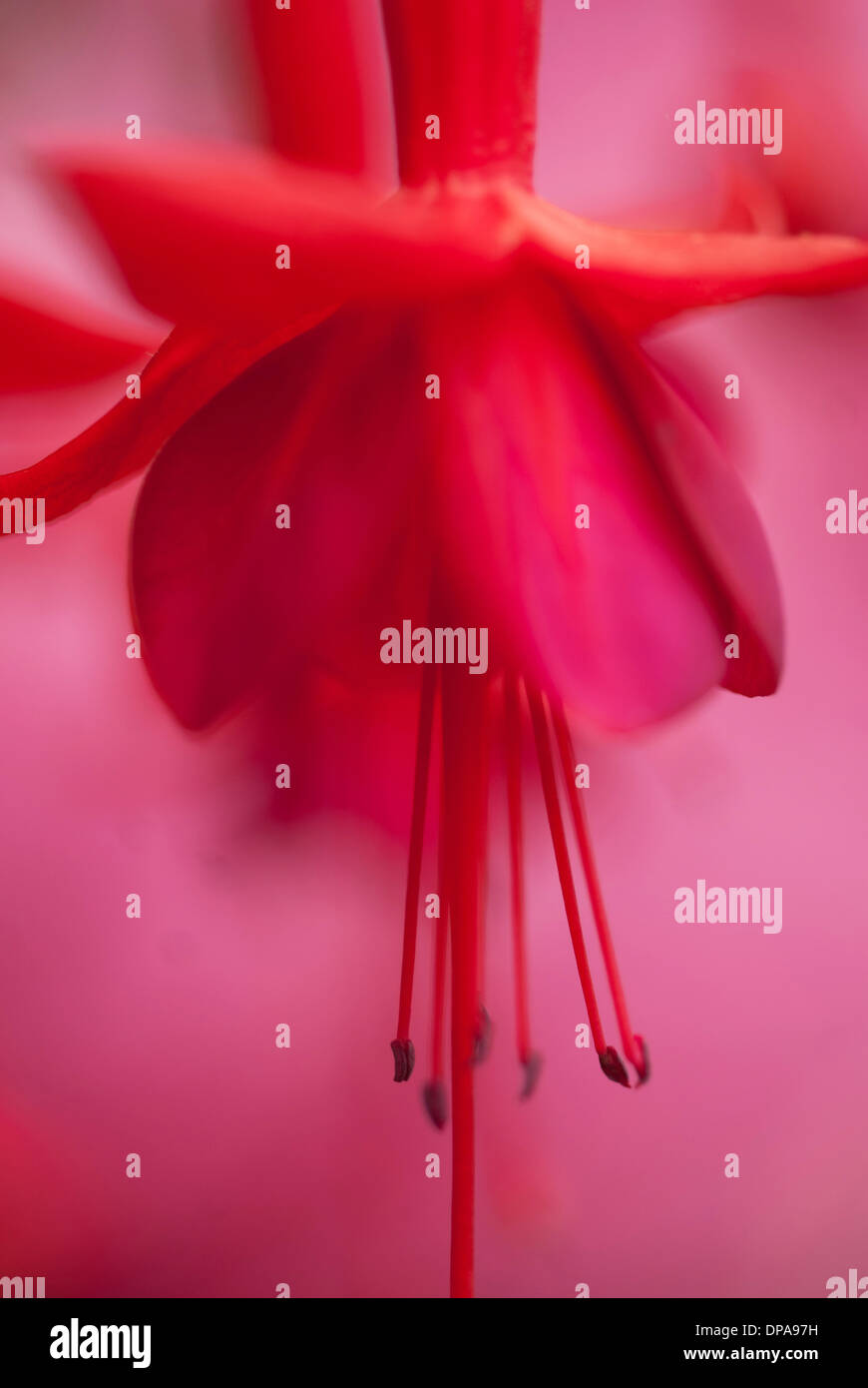 Fuscia plant hi-res stock photography and images - Alamy