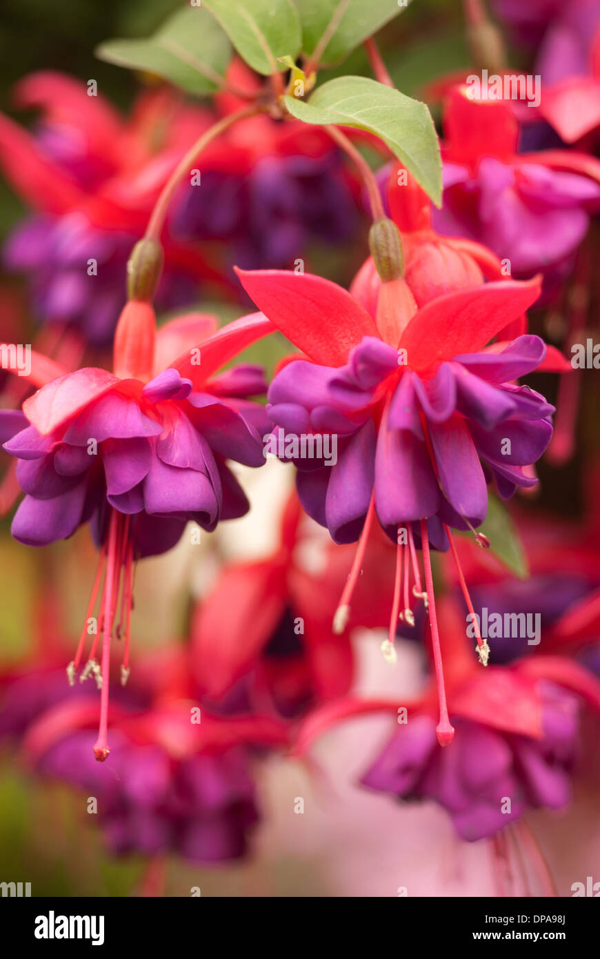 Fuscia plant hi-res stock photography and images - Alamy