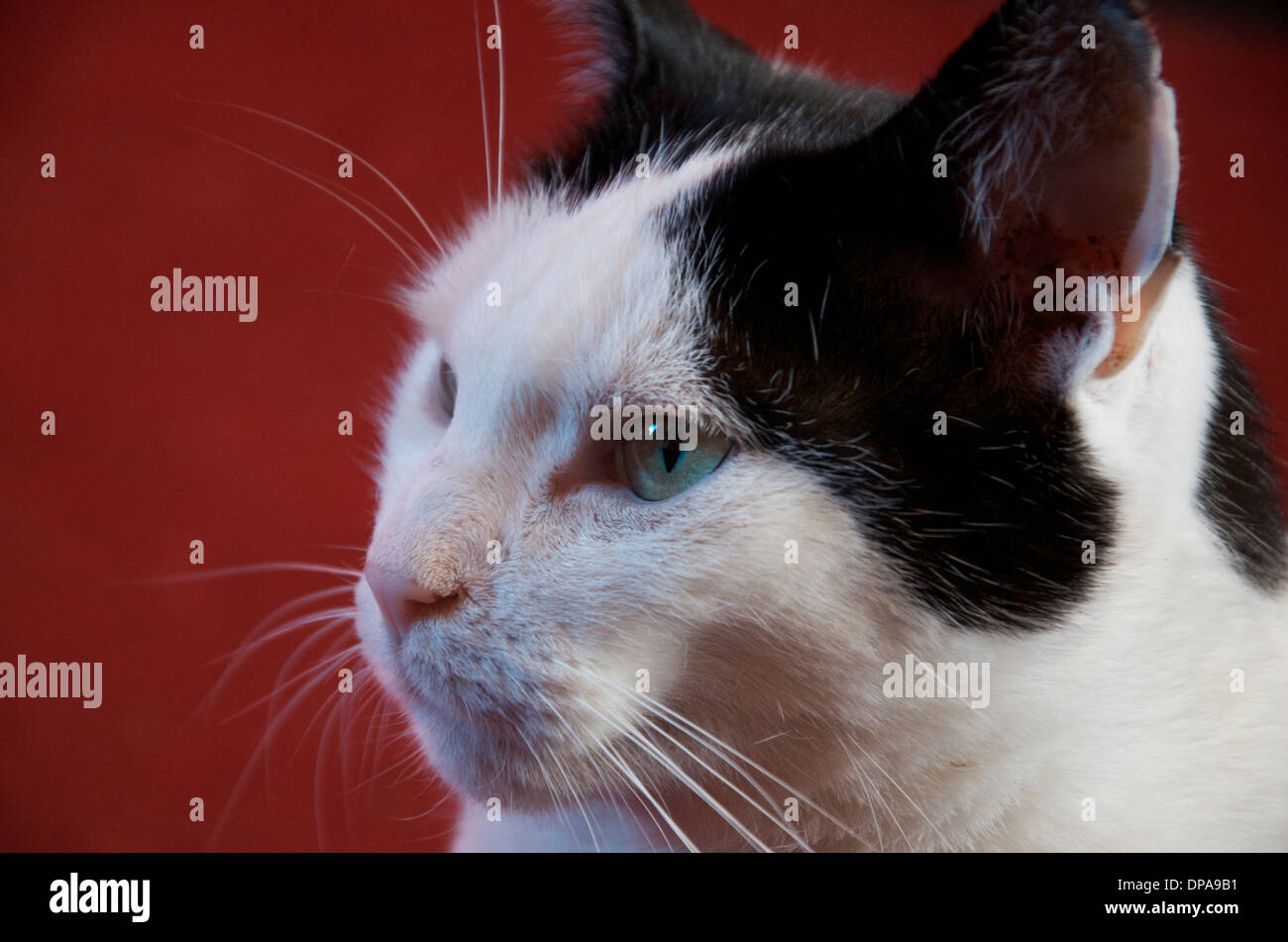 Kaos the cat, Very handsome cat Stock Photo - Alamy