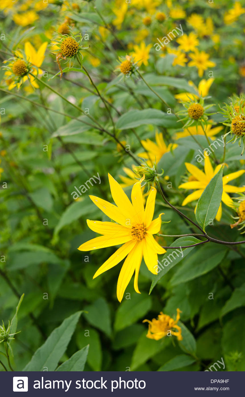Daisy Like Flower Stock Photos & Daisy Like Flower Stock Images - Alamy