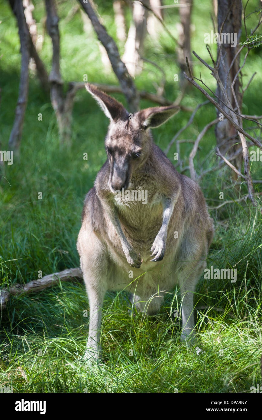 Australian Red Kangaroo and the little Wallaby in the grass and bush ...