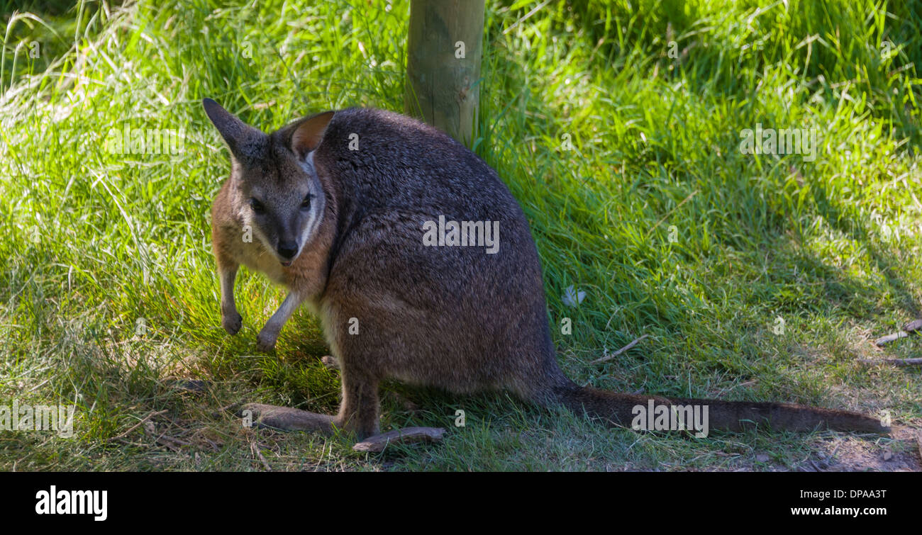 Australian Red Kangaroo and the little Wallaby in the grass and bush ...