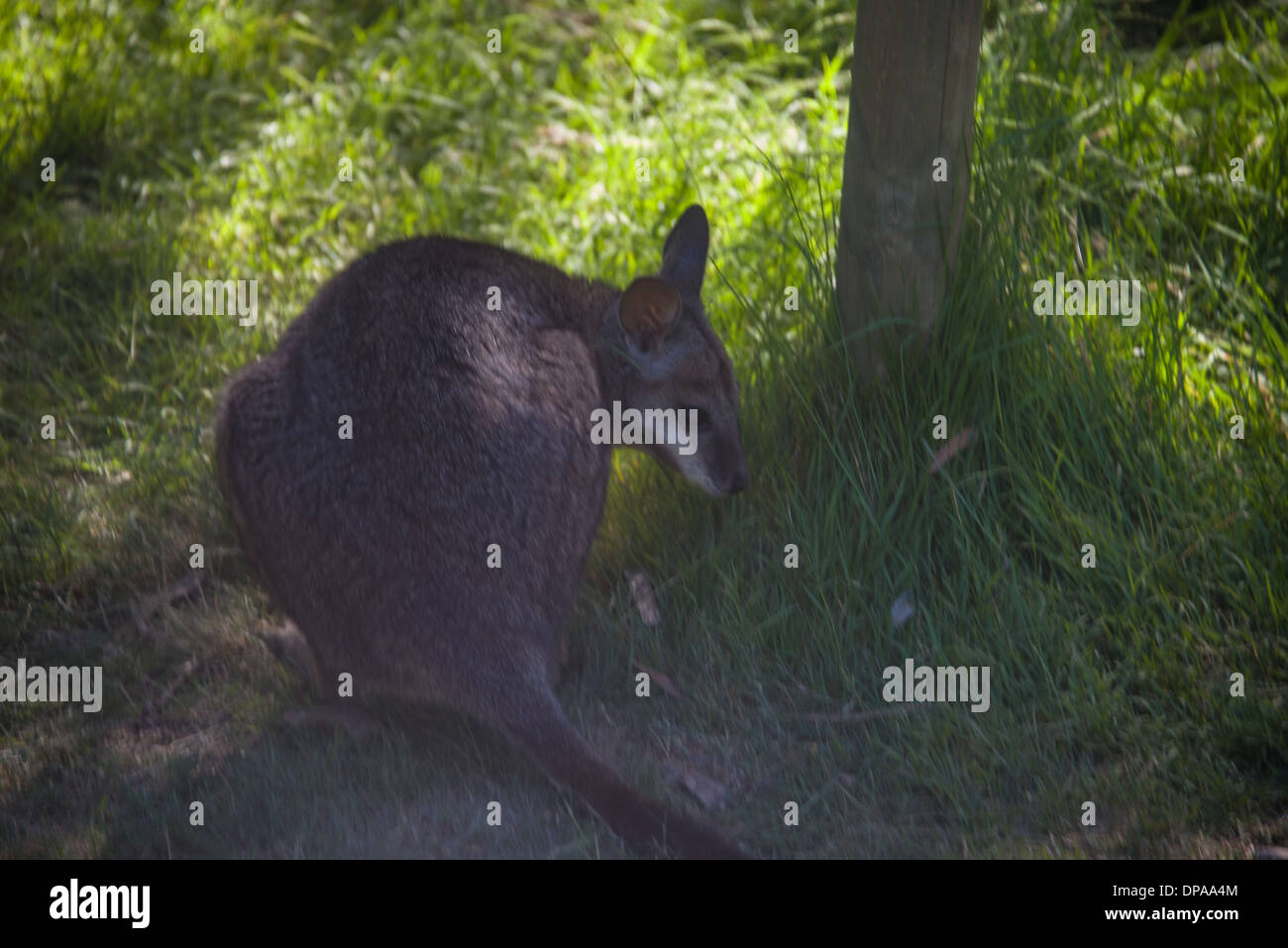 Australian Red Kangaroo and the little Wallaby in the grass and bush ...