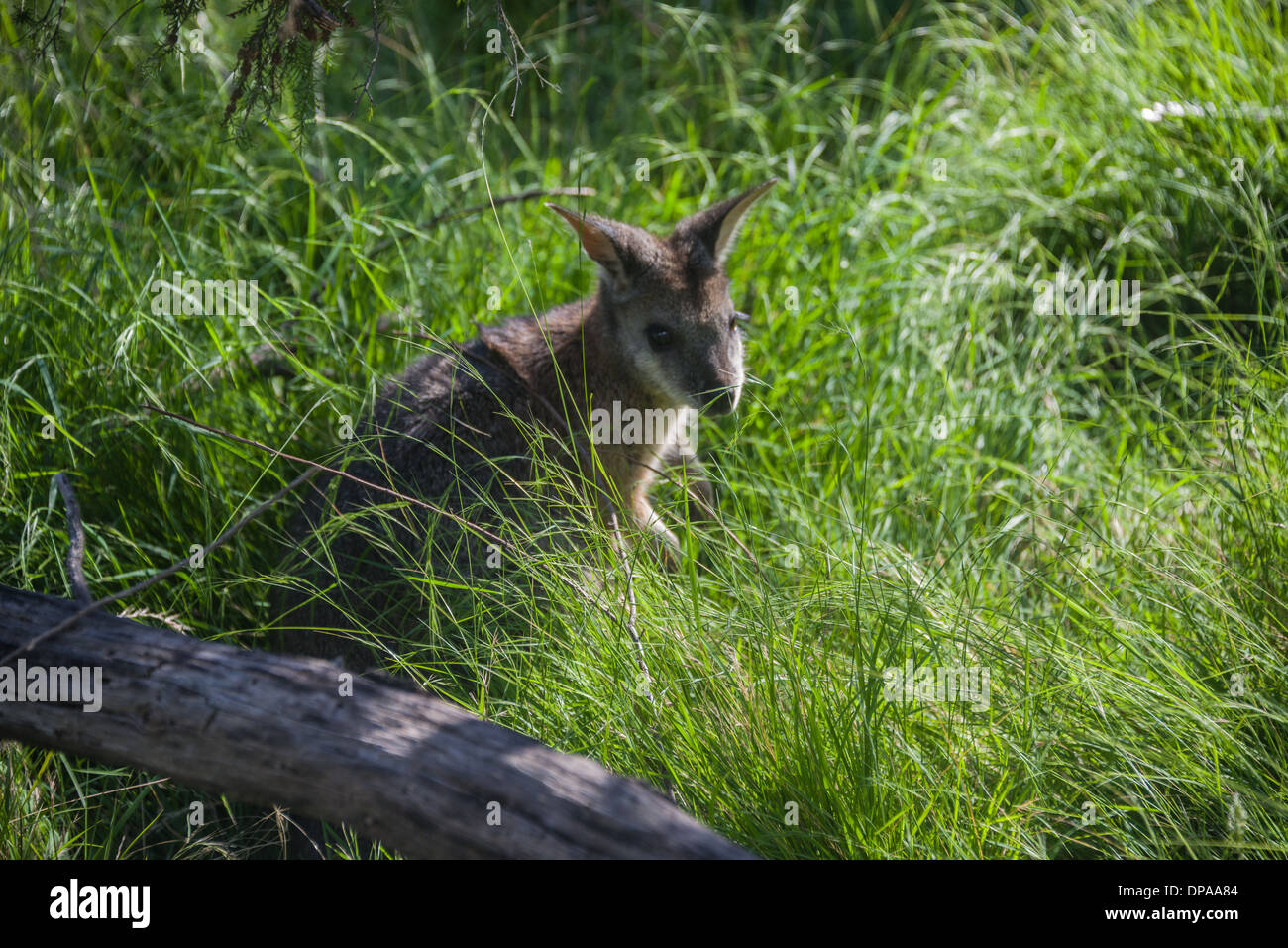 Australian Red Kangaroo and the little Wallaby in the grass and bush ...