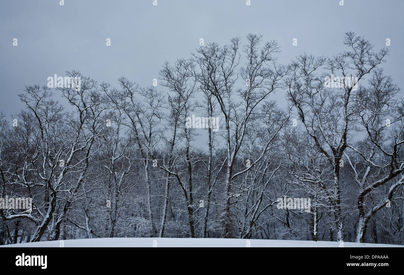 Winter landscape snow covered tree line on an overcast day in New ...