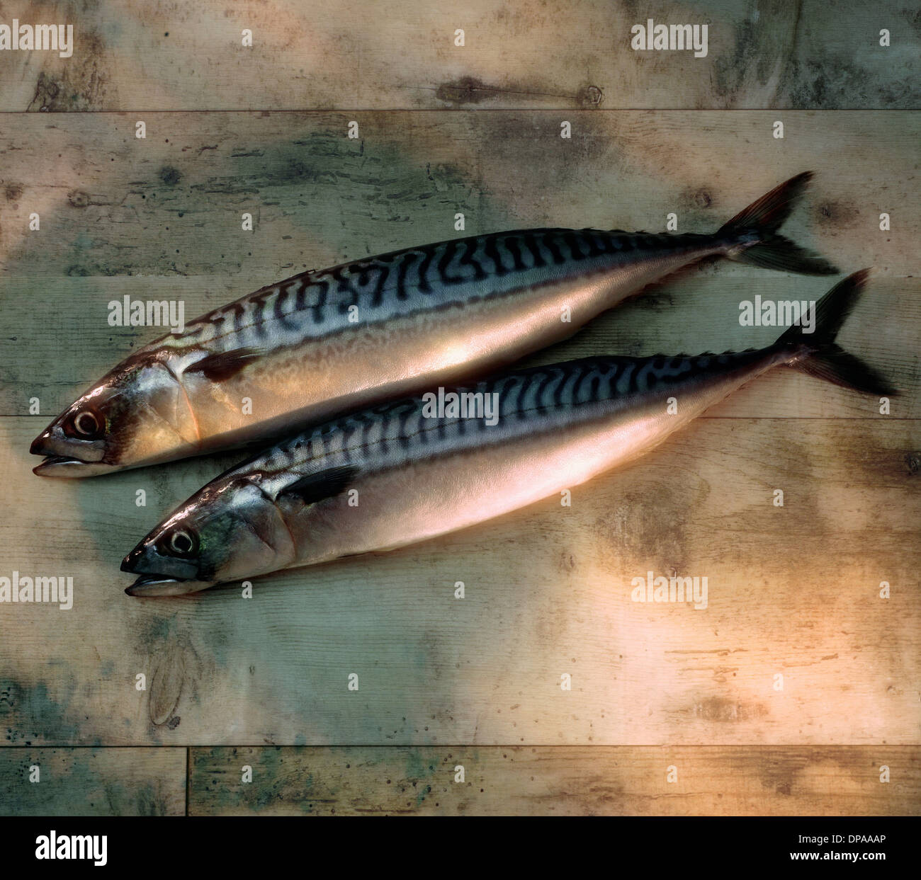 Two mackerel hi-res stock photography and images - Alamy