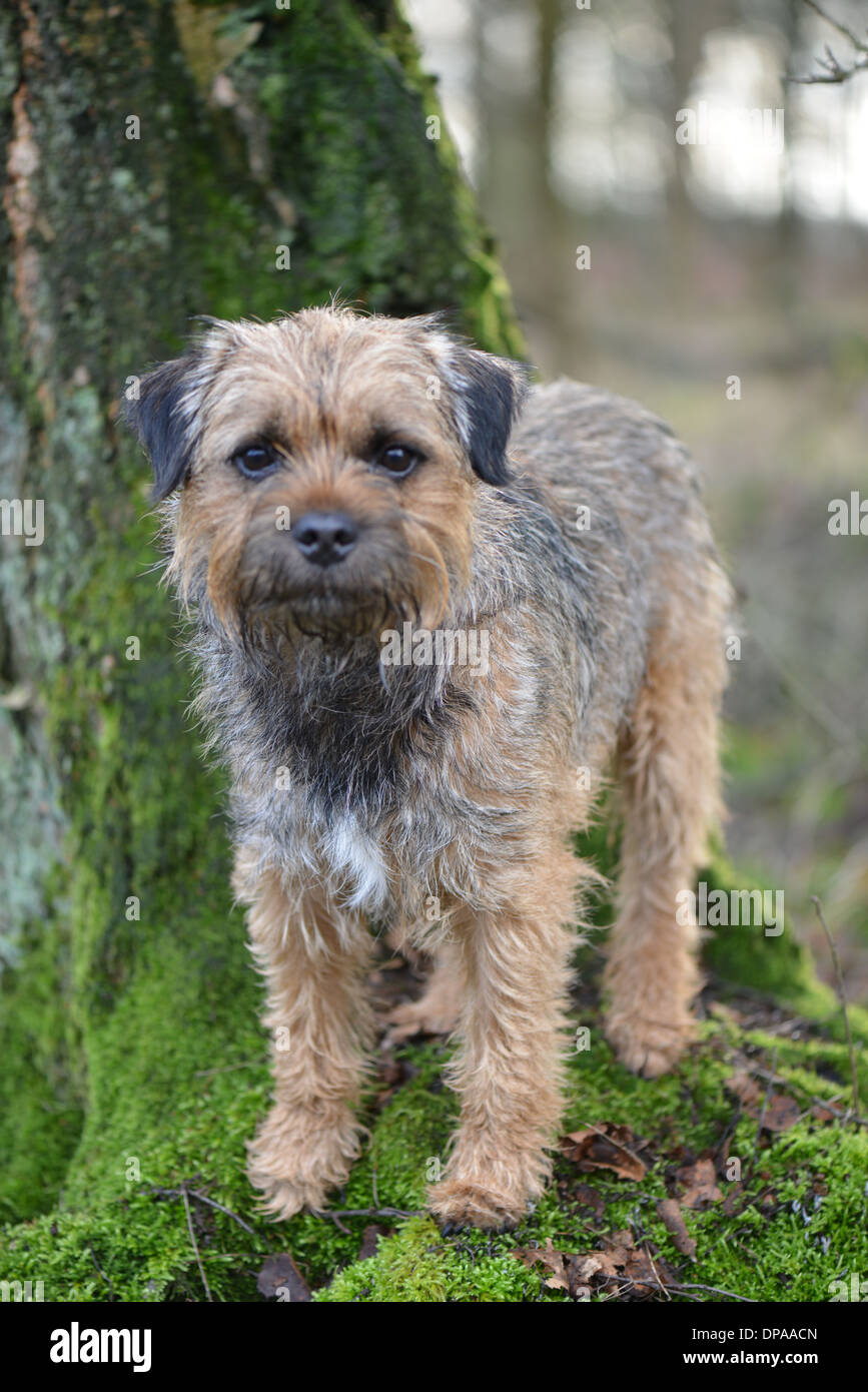 Border terrier in the forest Stock Photo - Alamy