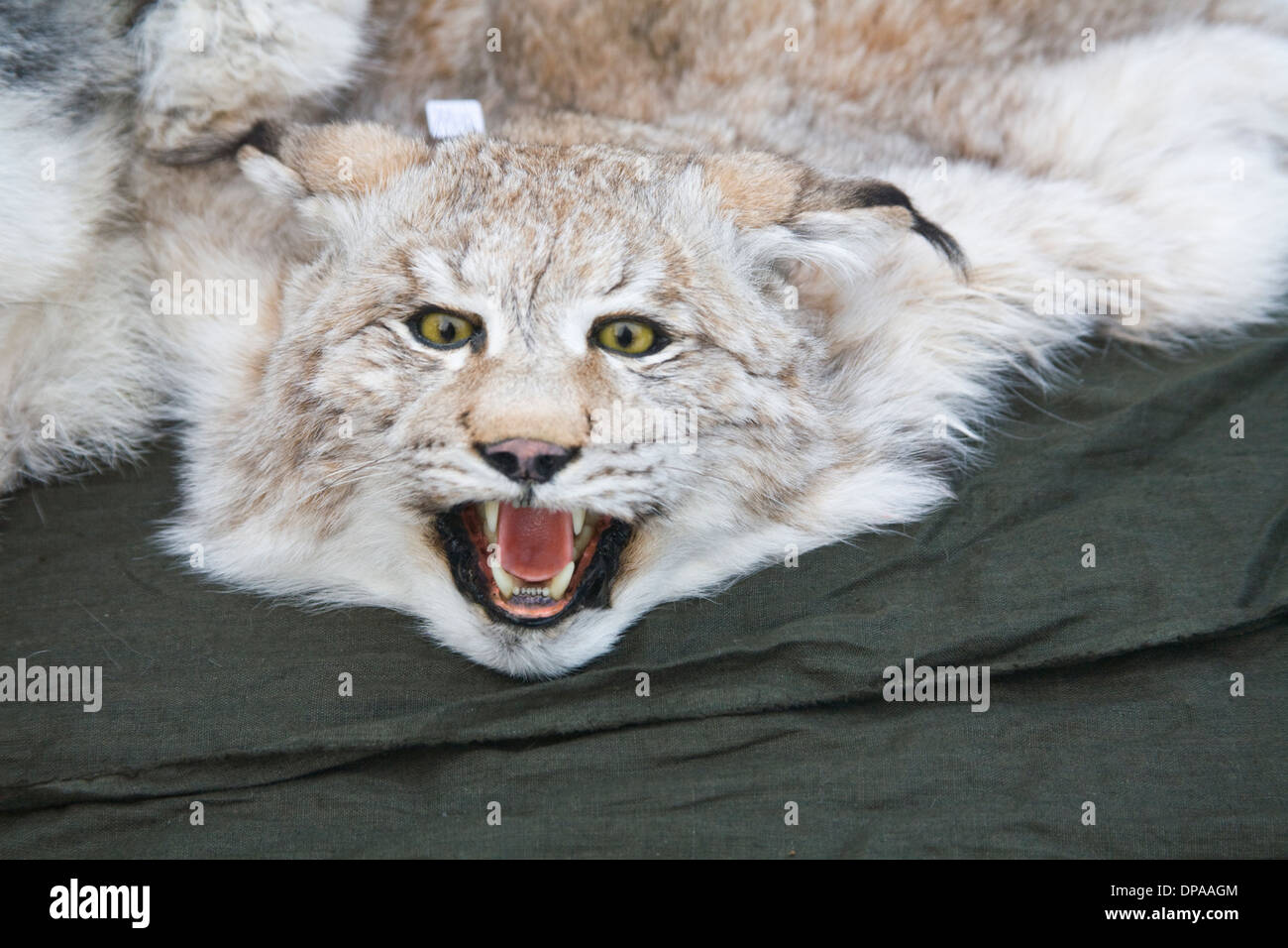 Lynx fur hi-res stock photography and images - Alamy
