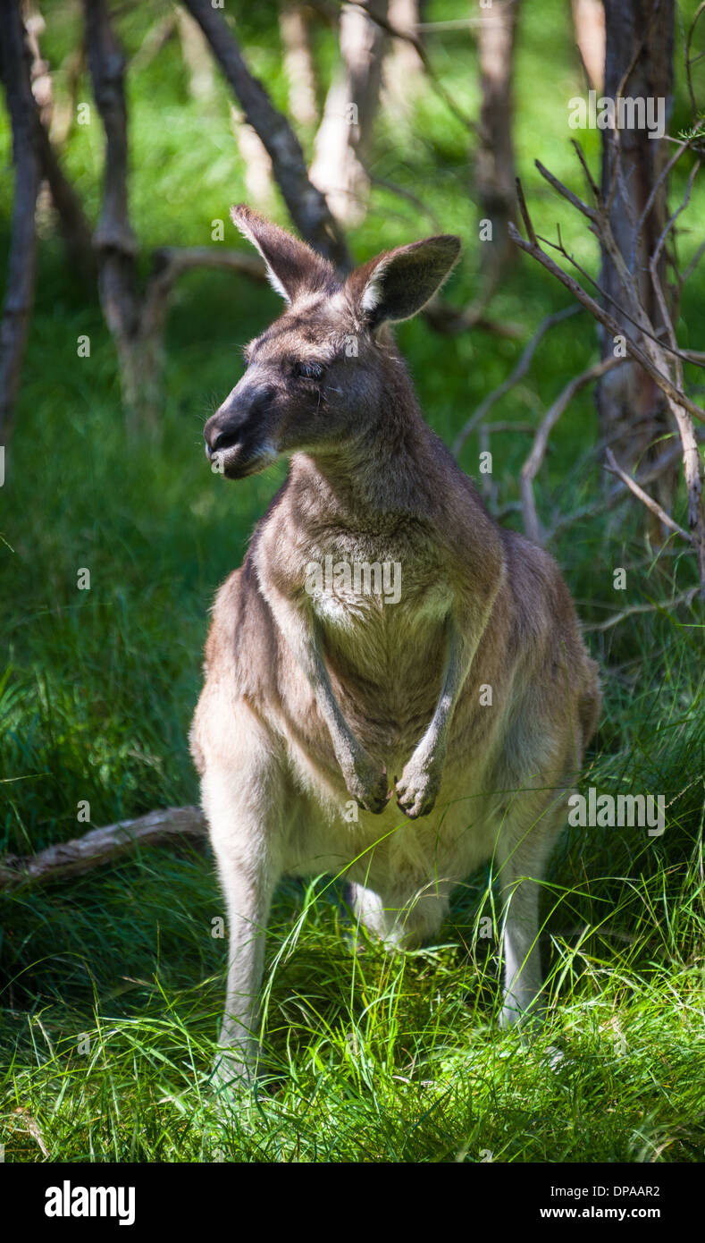 Australian Red Kangaroo and the little Wallaby in the grass and bush ...