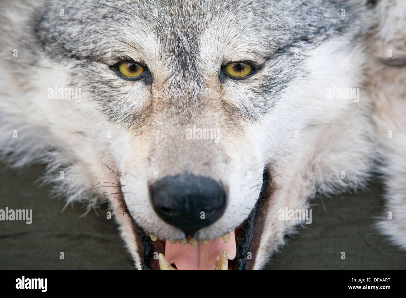 Wolf face hi-res stock photography and images - Alamy