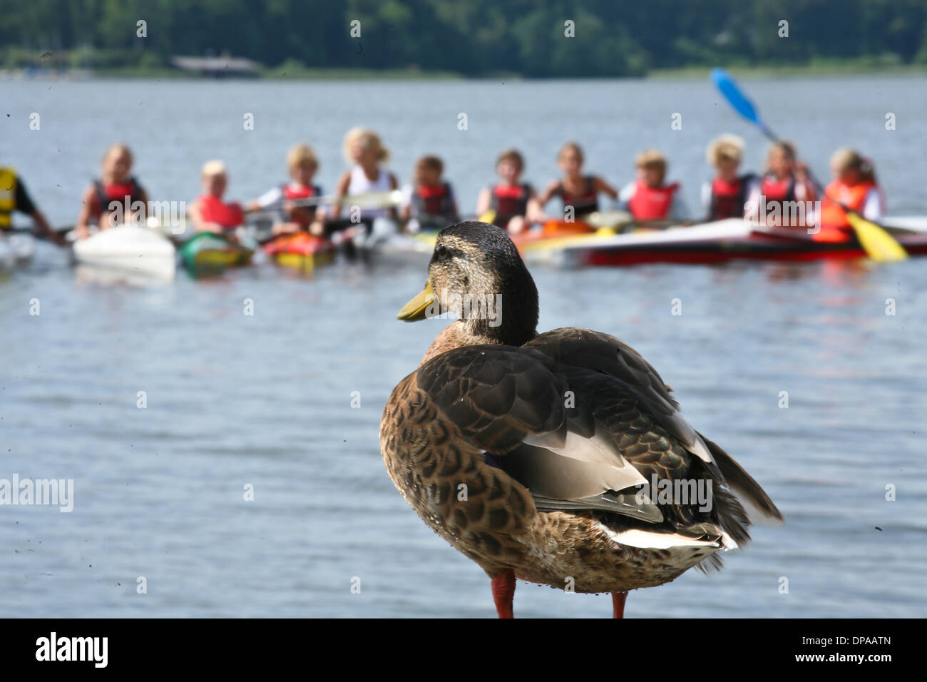 Duck looking at children on kayak Stock Photo - Alamy