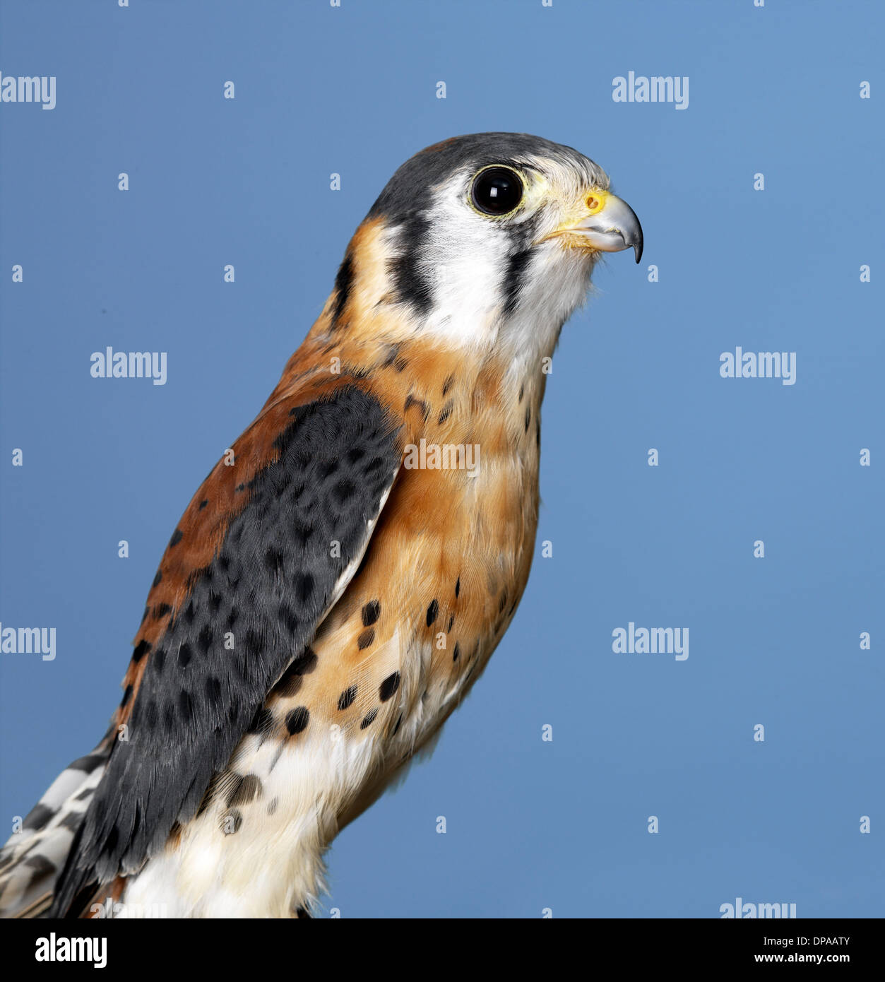 American kestrel hi-res stock photography and images - Alamy