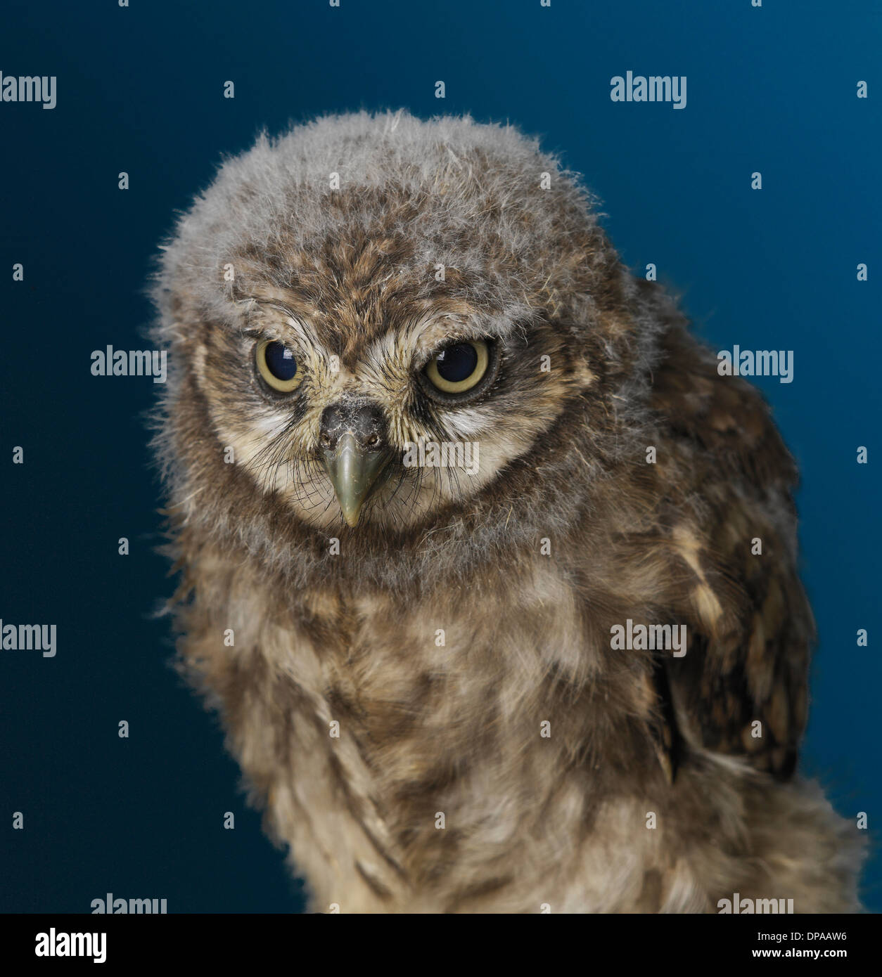 Baby owl hi-res stock photography and images - Alamy