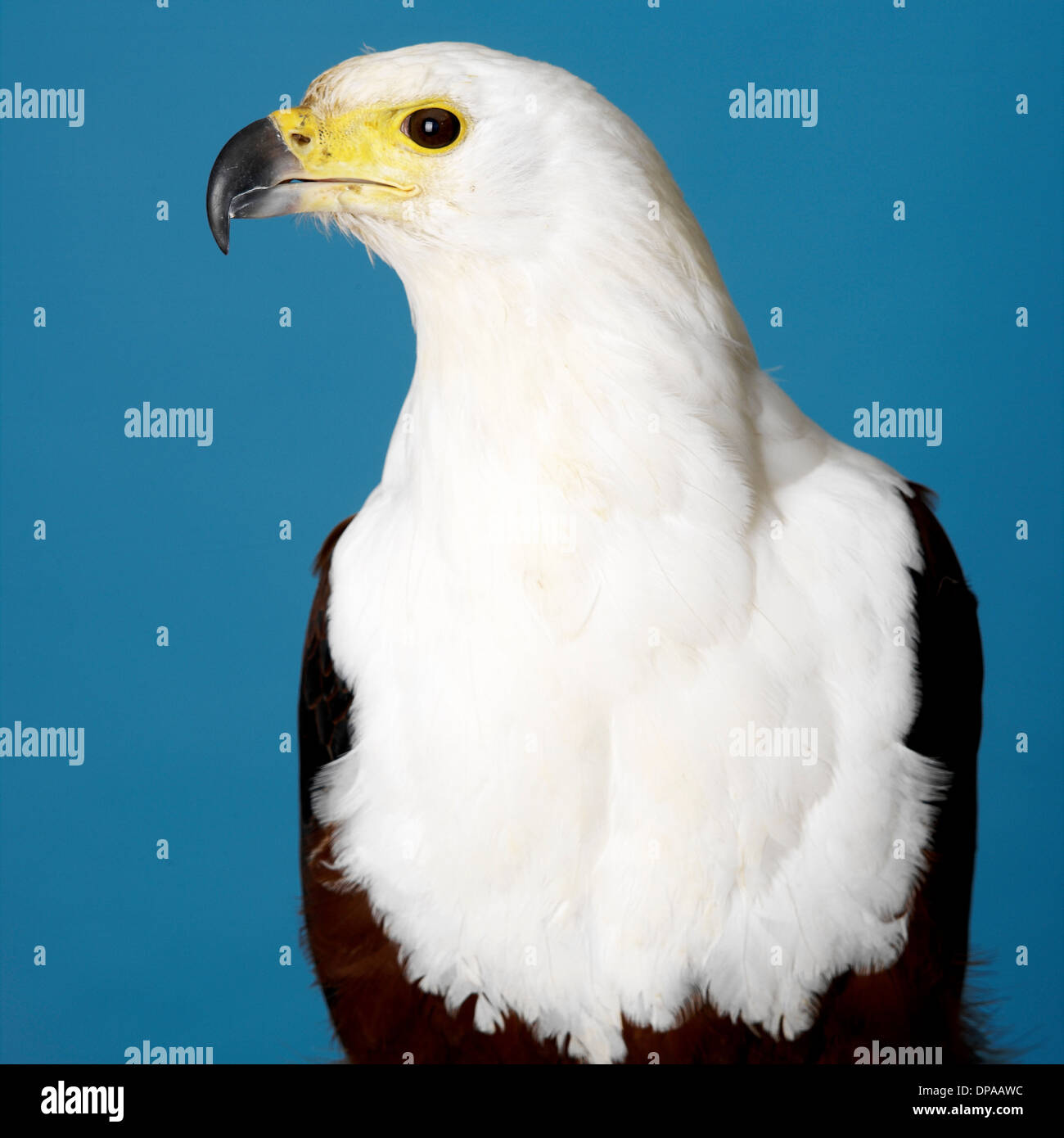 African fish eagle hi-res stock photography and images - Alamy