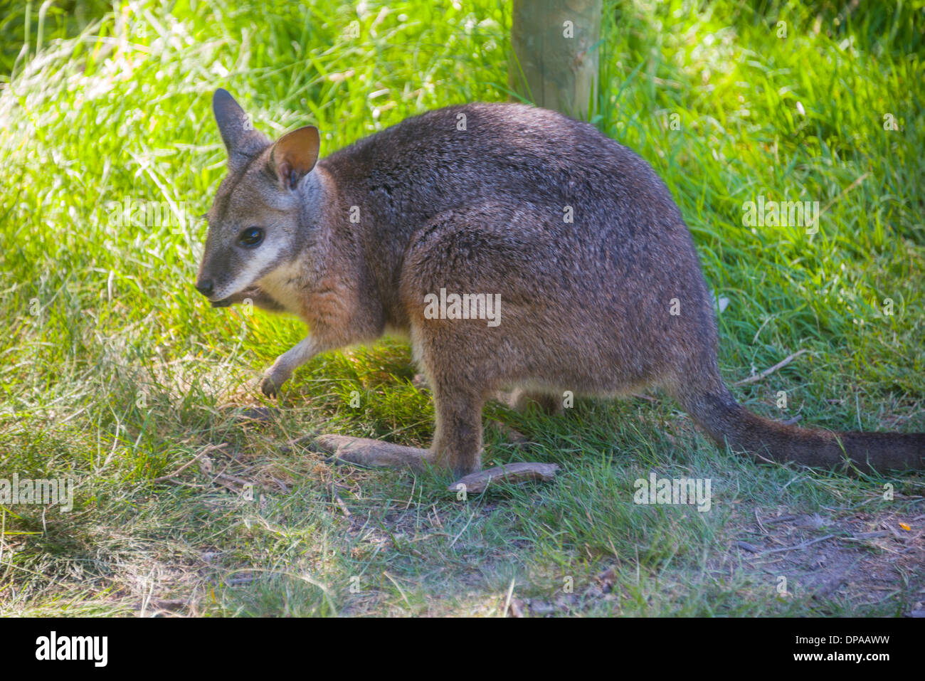 Australian Red Kangaroo and the little Wallaby in the grass and bush ...
