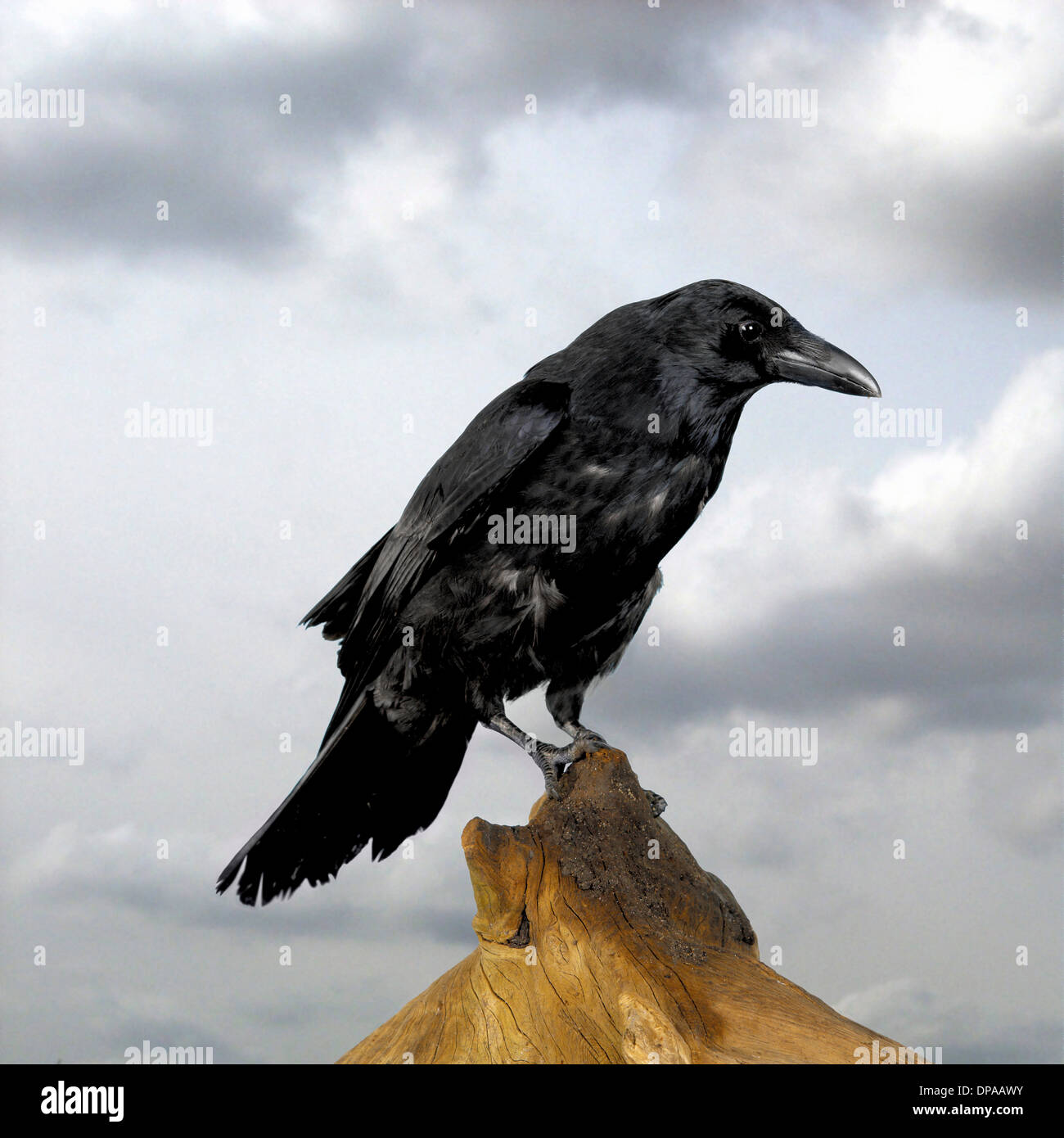 Crow feather hi-res stock photography and images - Alamy