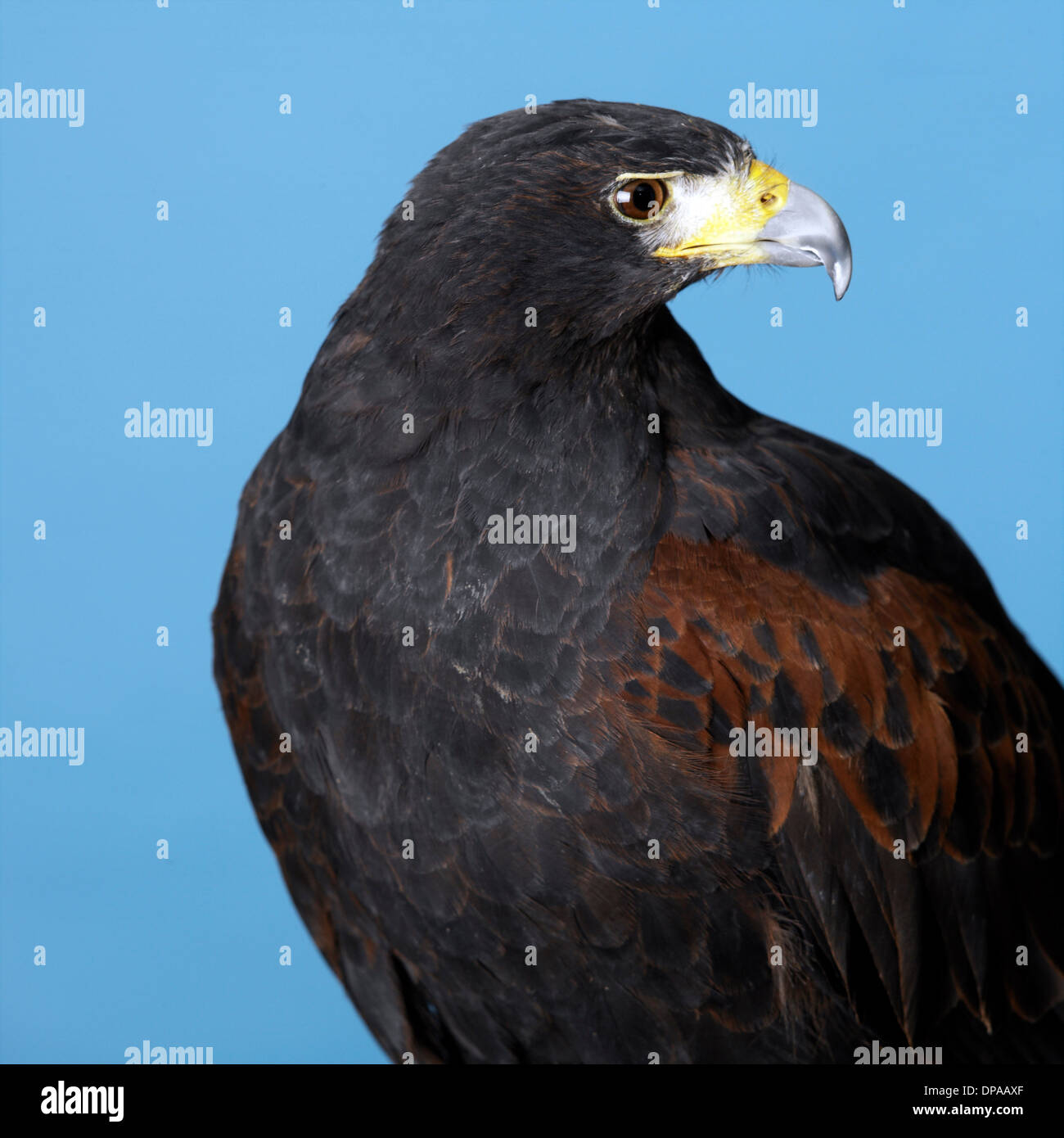 Harris hawk hi-res stock photography and images - Alamy