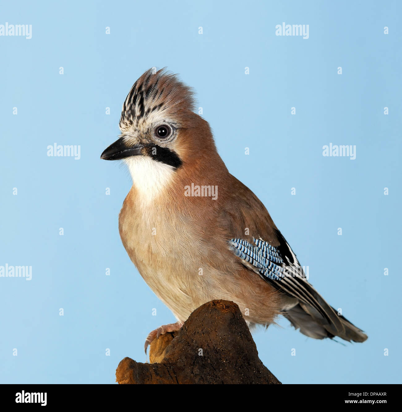 Blue jay on stump hi-res stock photography and images - Alamy