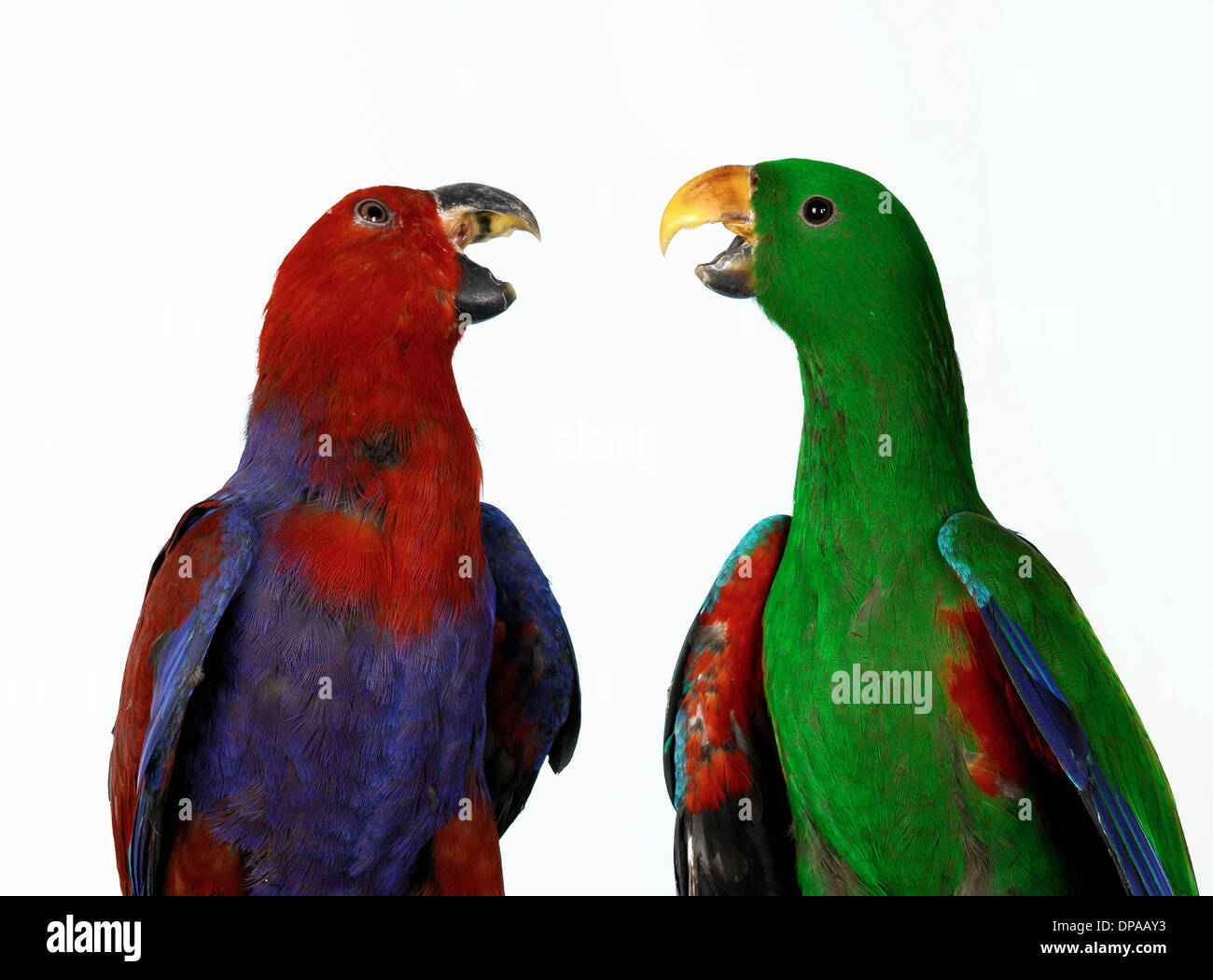 Two eclectus parrots hi-res stock photography and images - Alamy