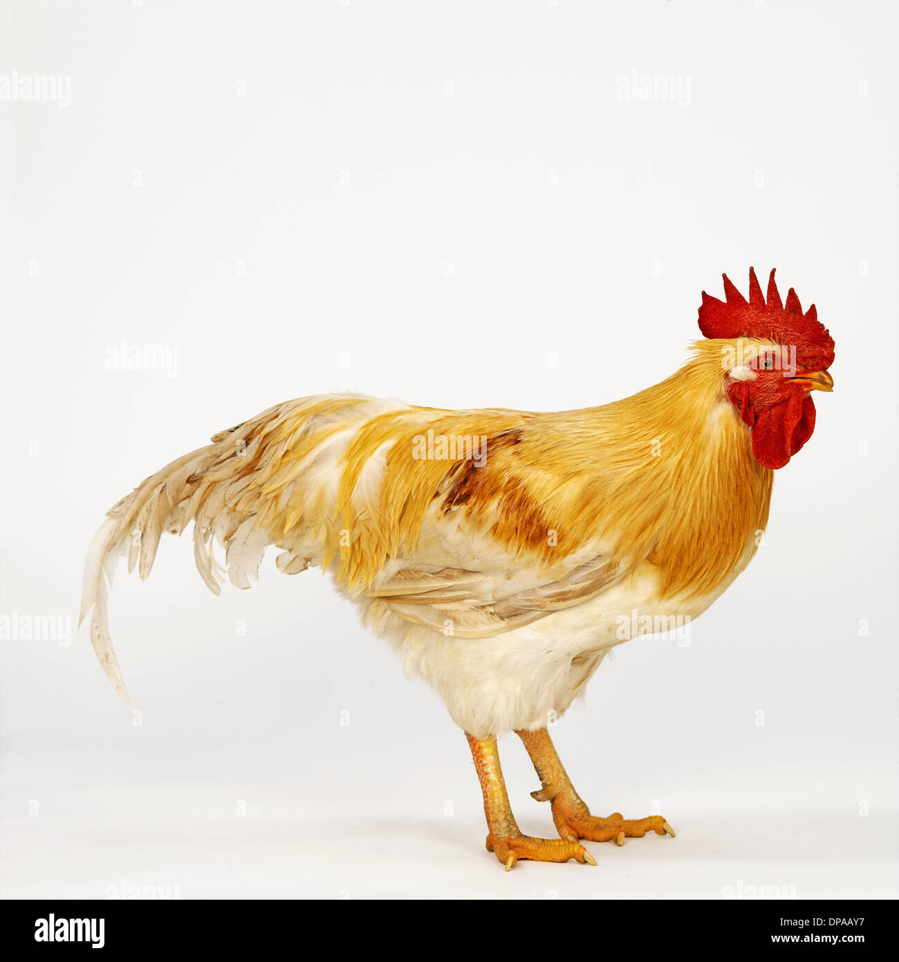 Cockerel hi-res stock photography and images - Alamy